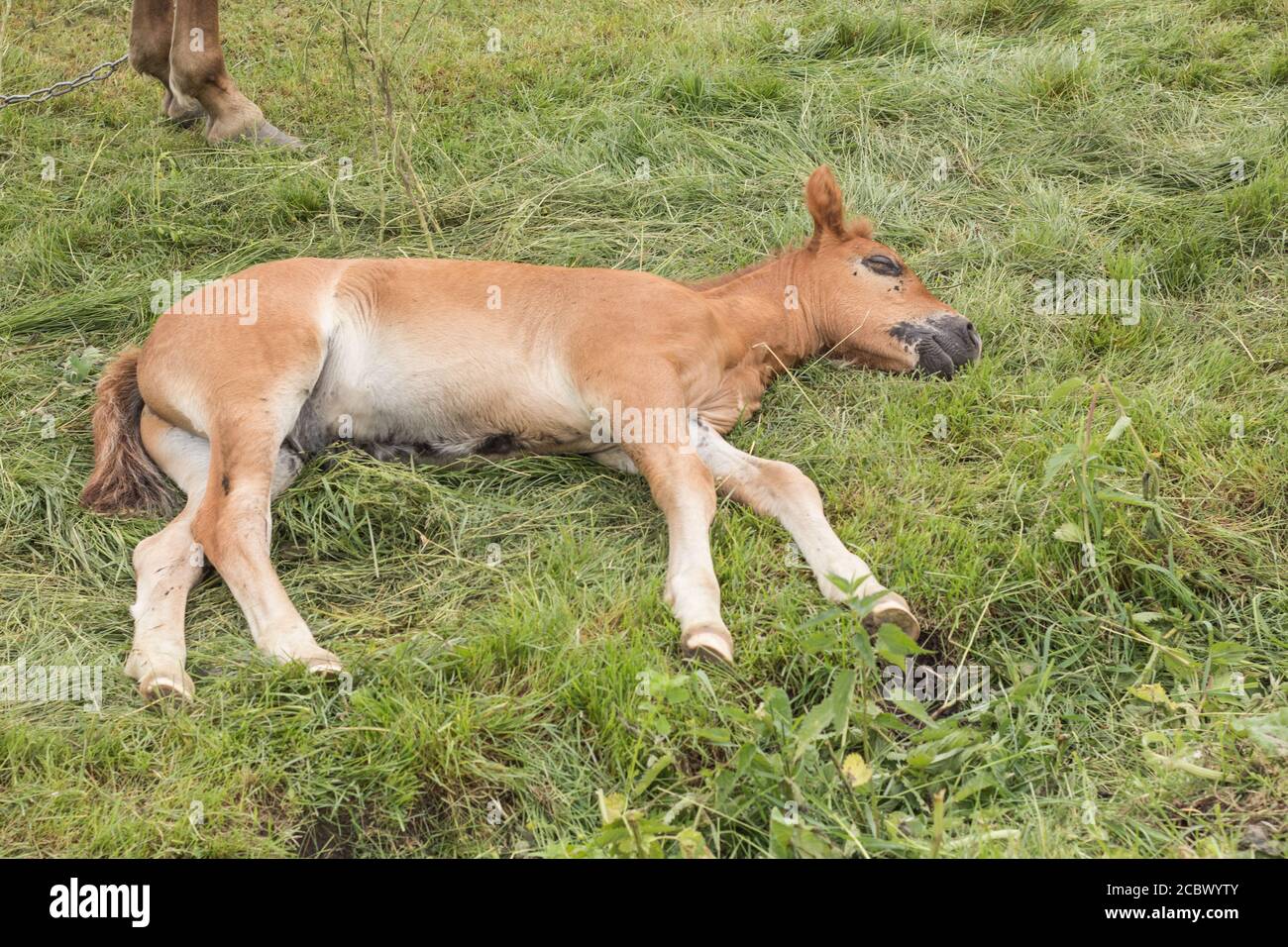The three-month foal of brown color sleeps on a green grass Stock Photo ...