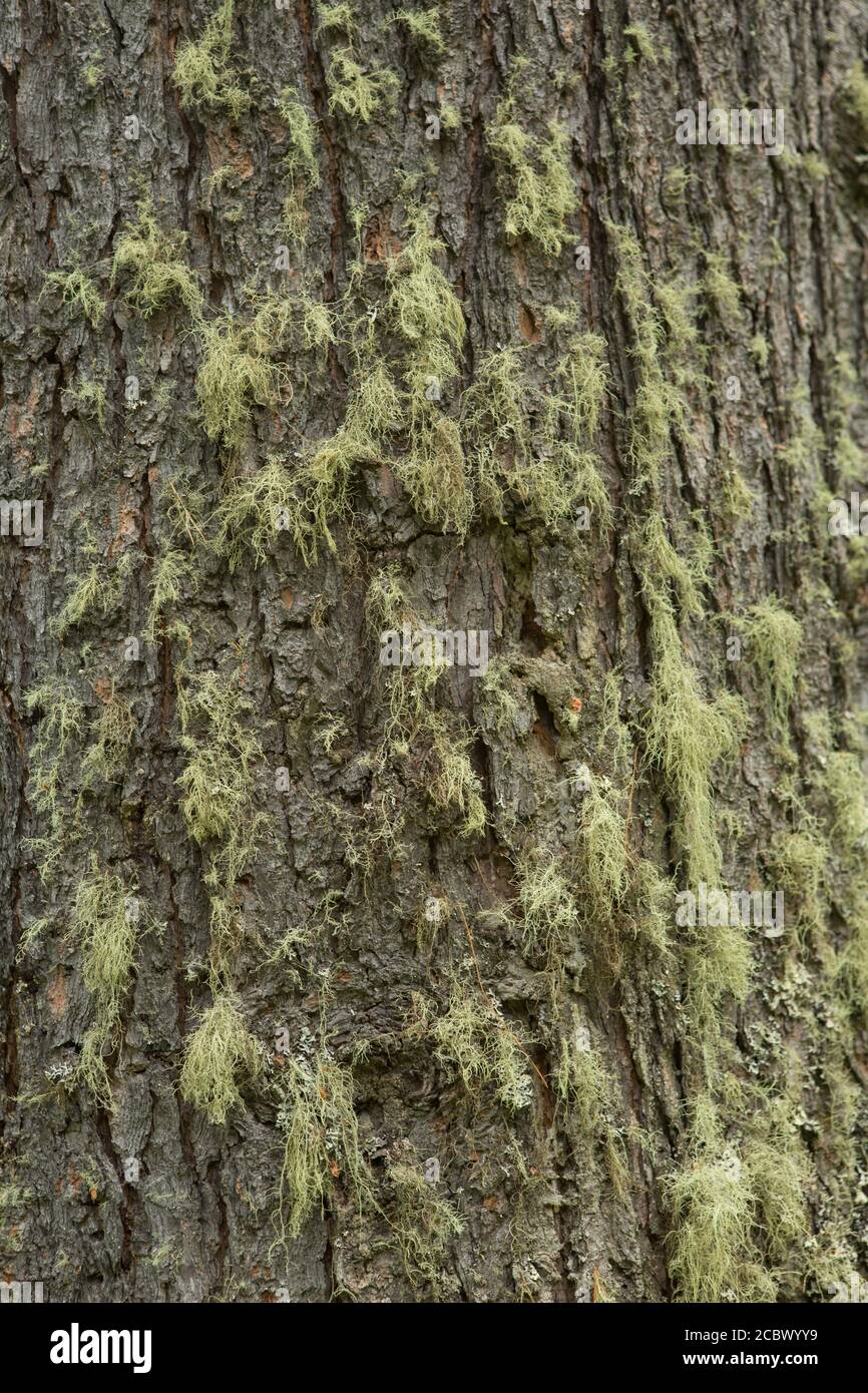 Texture shot of brown tree bark, filling the frame Stock Photo - Alamy