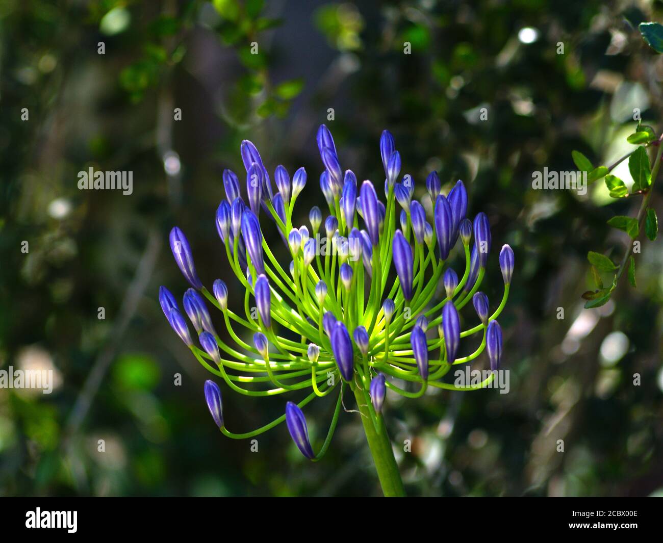 A blue flower, and African lily, about to bloom Stock Photo - Alamy