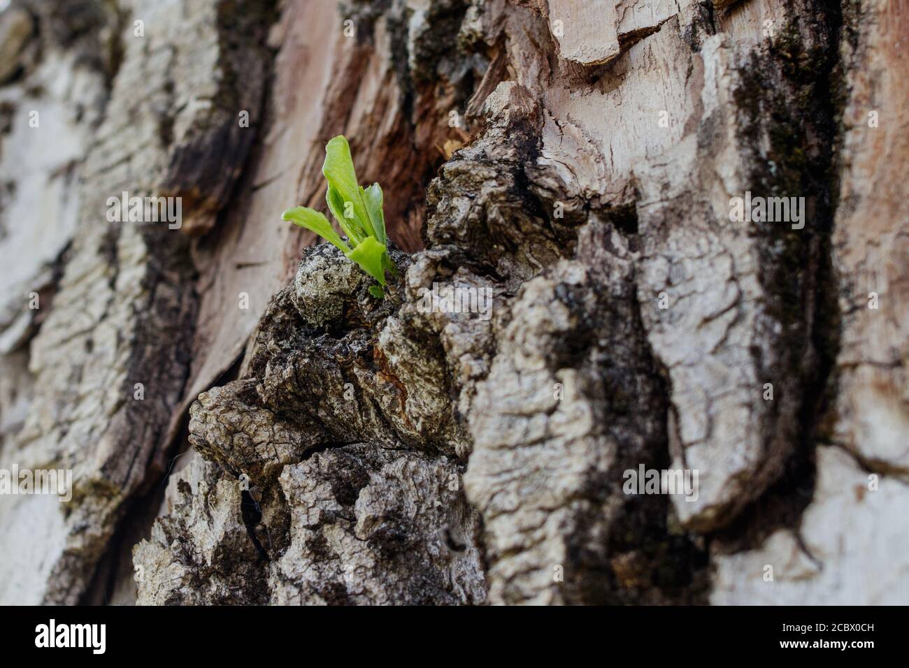 New life concept. A small sprout appears from the trunk of an old ...
