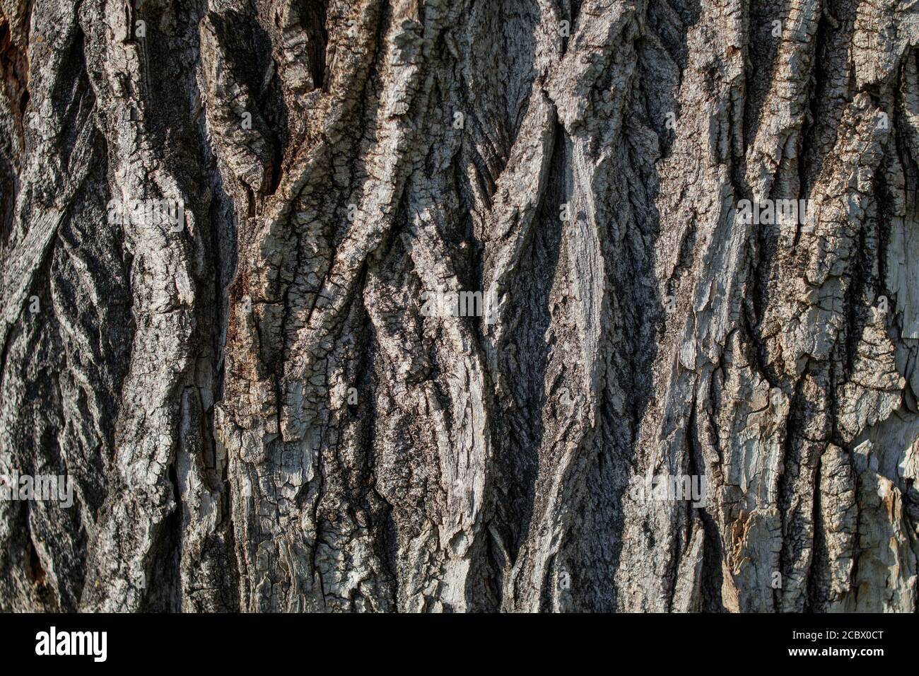 Gray poplar hi-res stock photography and images - Alamy