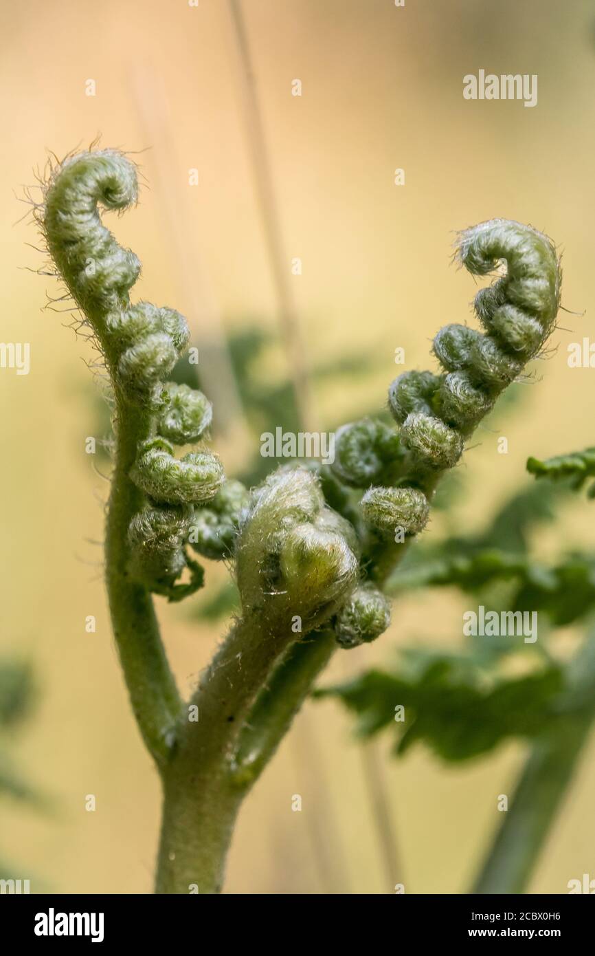 The curls of a new fern leaf showing whilst growing up at Thetford ...