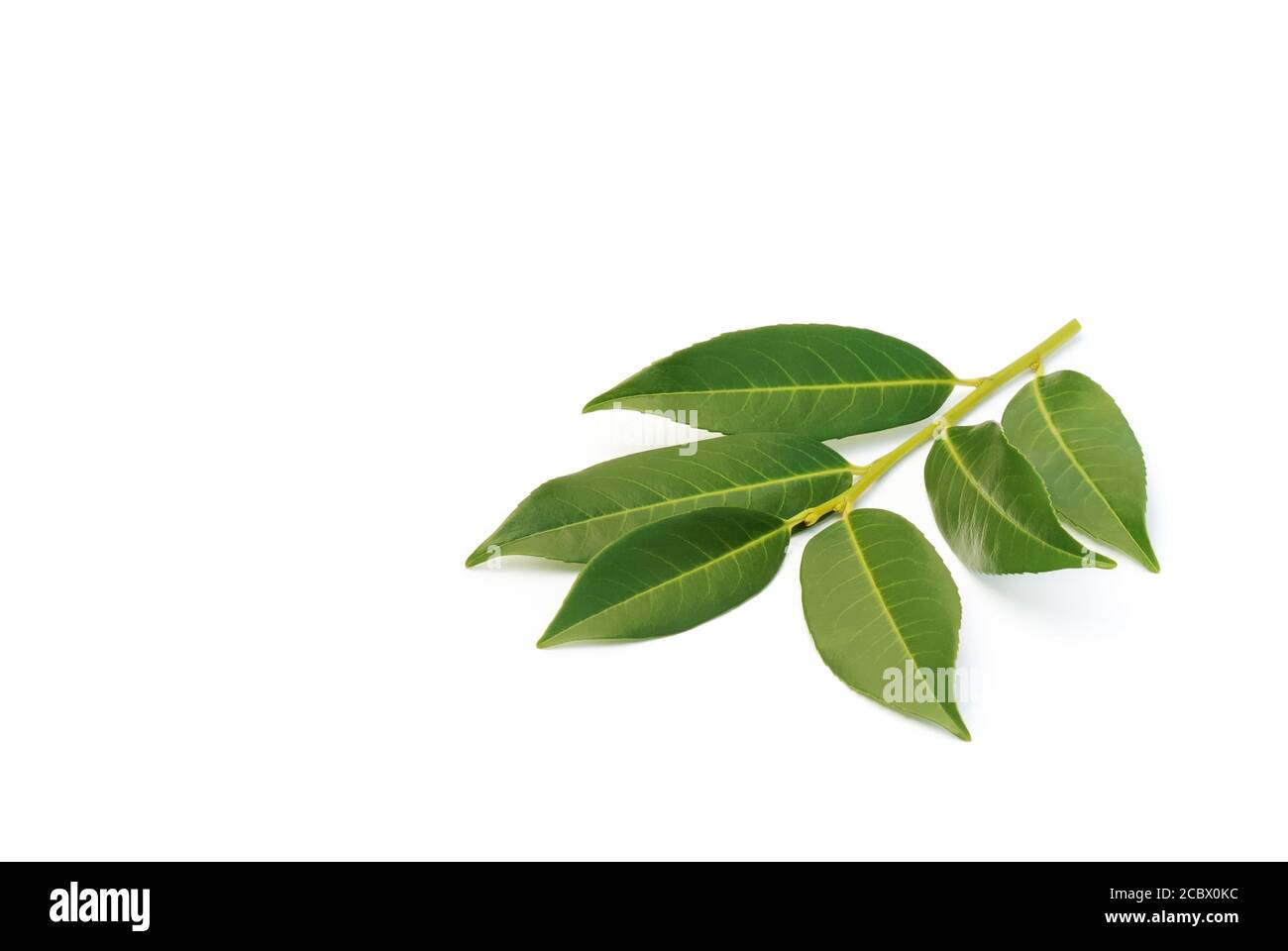 Laurel plants hi-res stock photography and images - Alamy