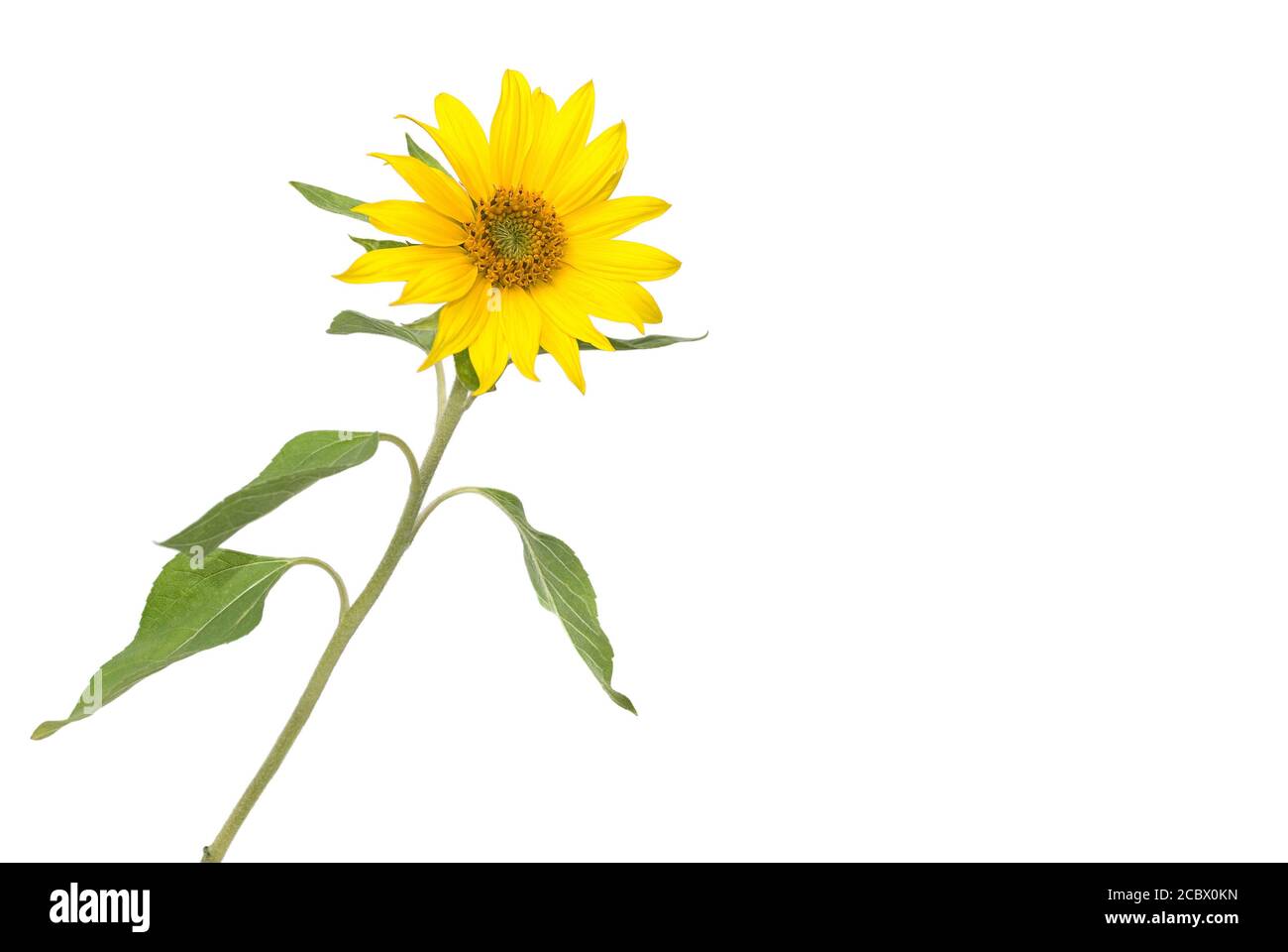 Small sunflower hi-res stock photography and images - Alamy