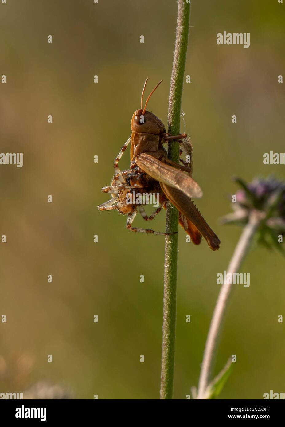 Four grasshoppers hi-res stock photography and images - Alamy