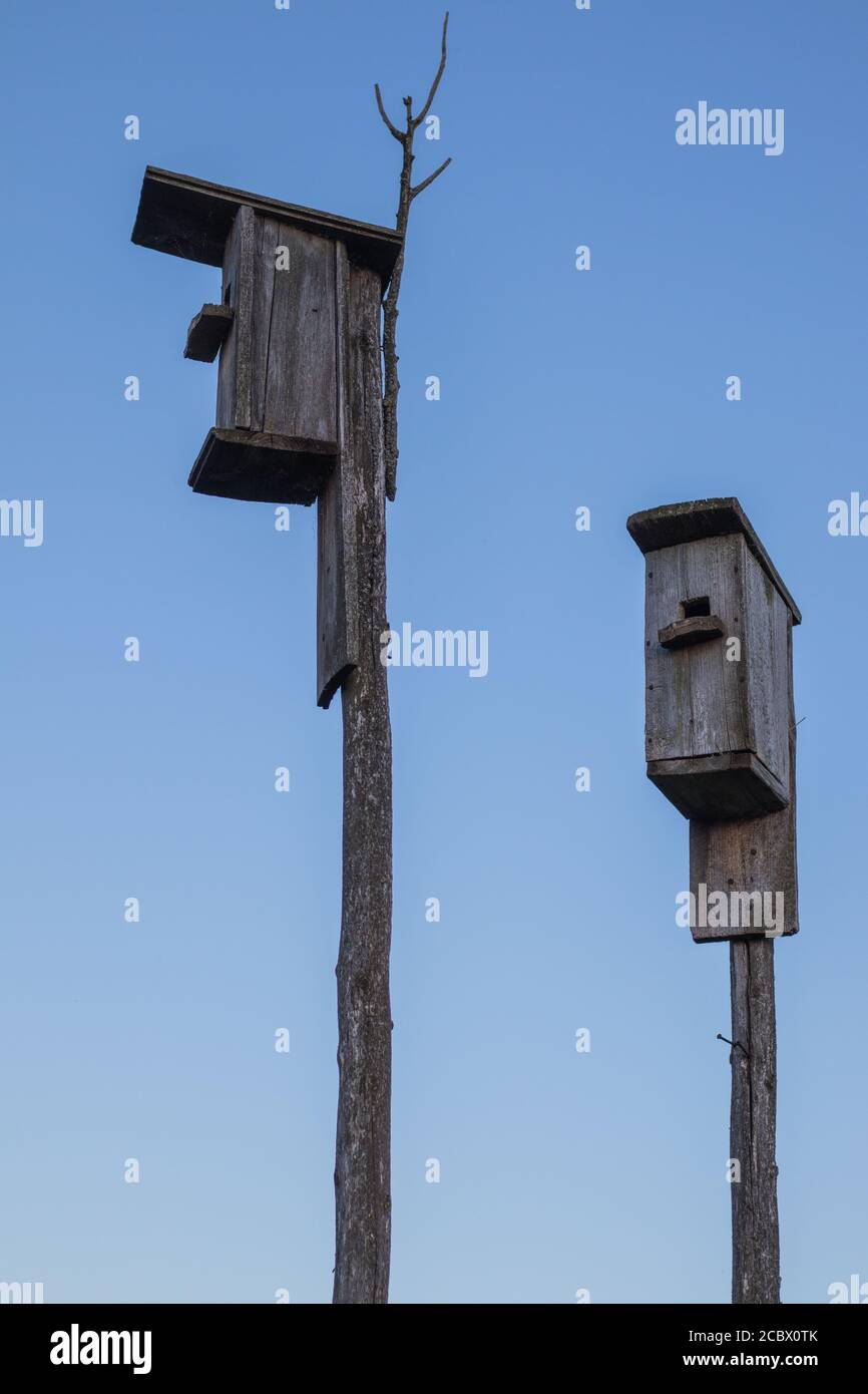 Day old starling chick hi-res stock photography and images - Alamy