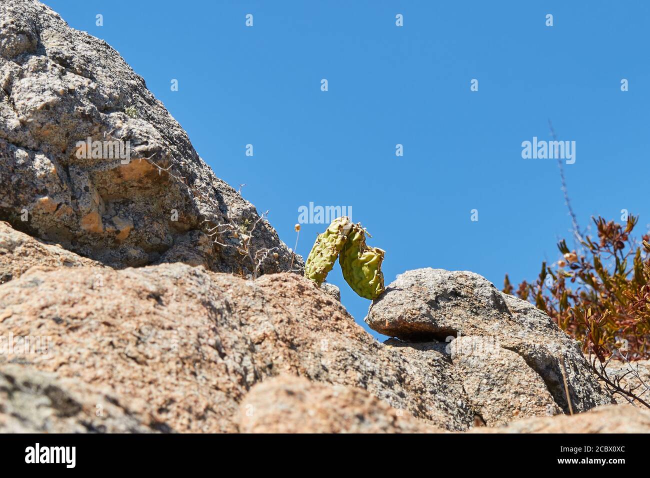 Isola Santa Maria island, cactus five Stock Photo - Alamy