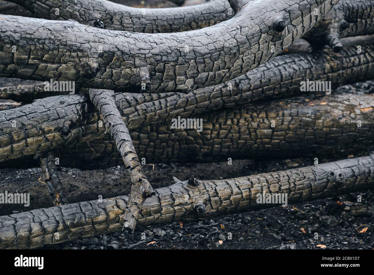 Fallen burned and charred trees after a fire in a pine forest Stock ...