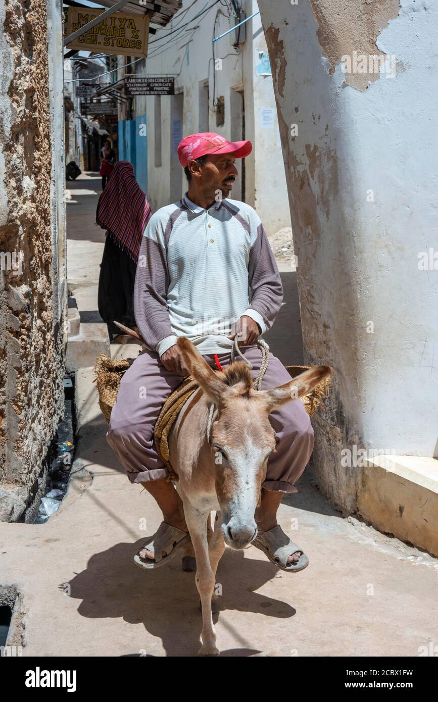 Man riding a donkey on the narrow street of Lamu town in Lamu Island ...