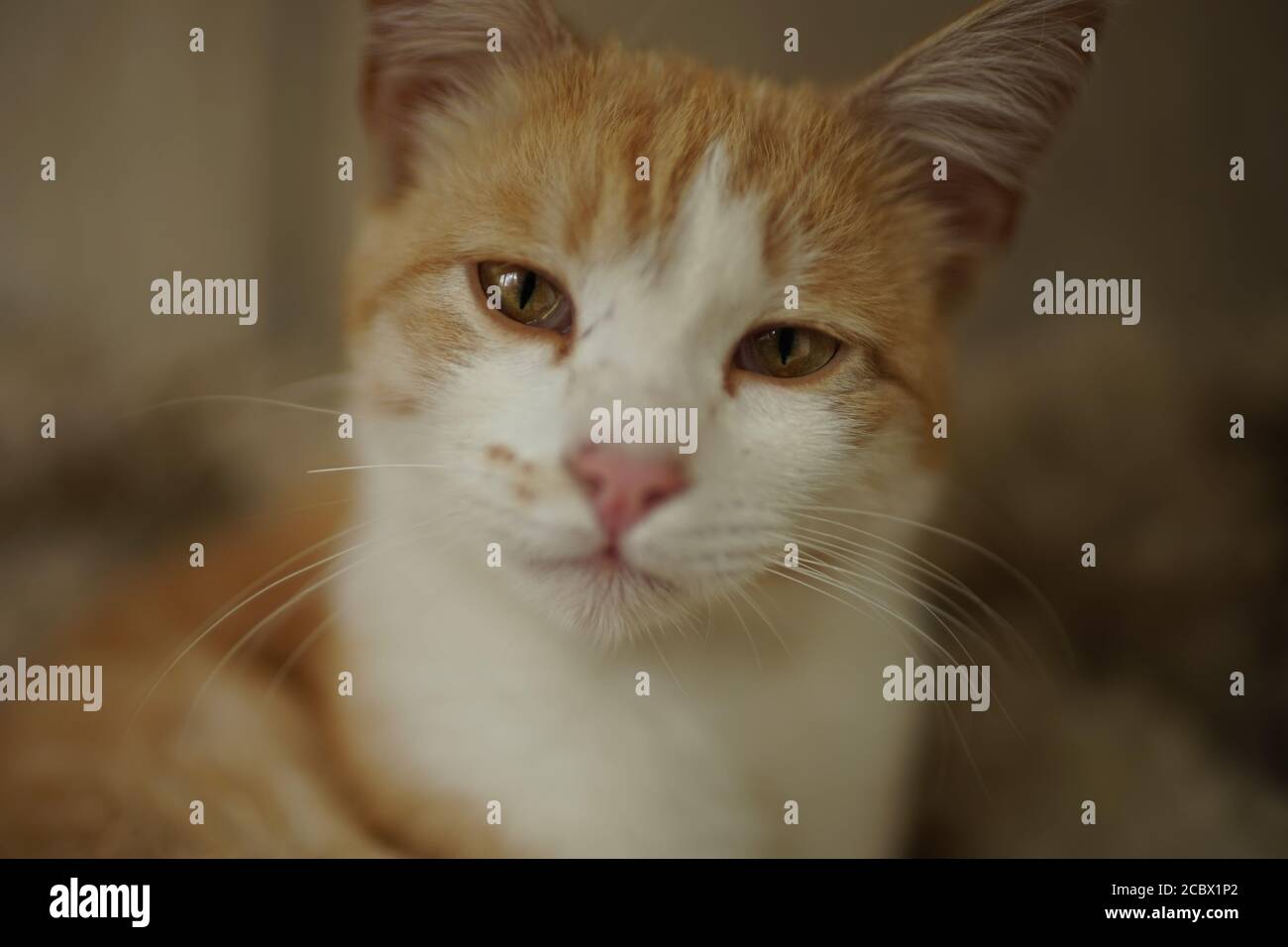 lovely fluffy ginger white cat portrait little sad Stock Photo - Alamy