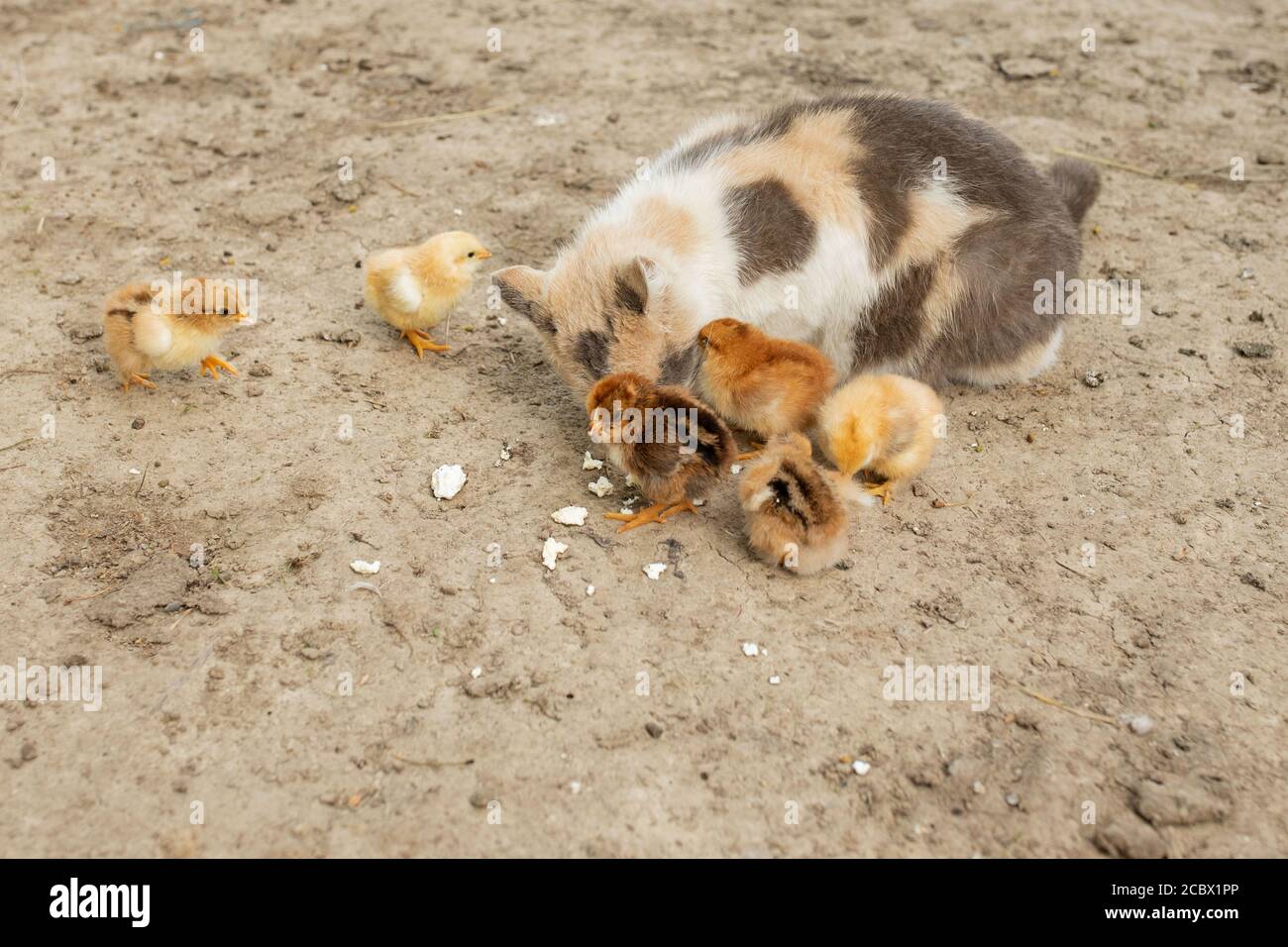 Easter cat chick hi-res stock photography and images - Alamy