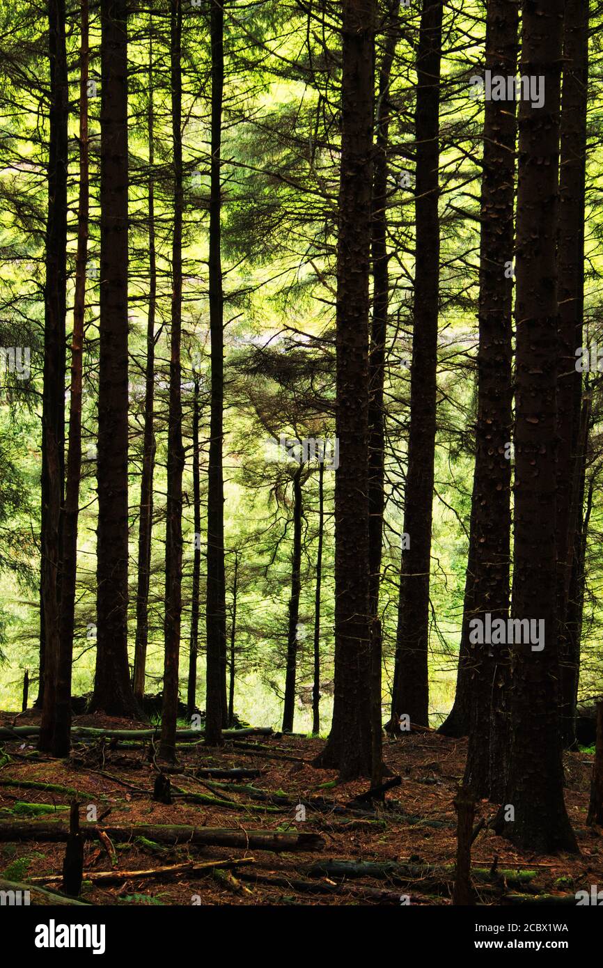 Back lit tall trees in the Pendle woodland, present a concept of ...