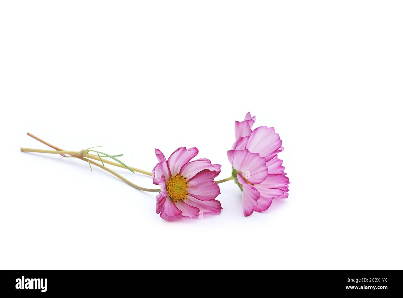 Plants isolated backgrounds hi-res stock photography and images - Alamy