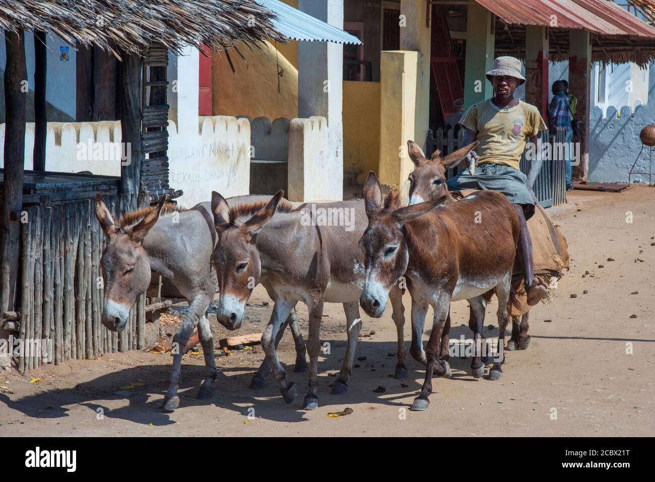 Man riding donkeys on the main street of Lamu town in Lamu Island ...