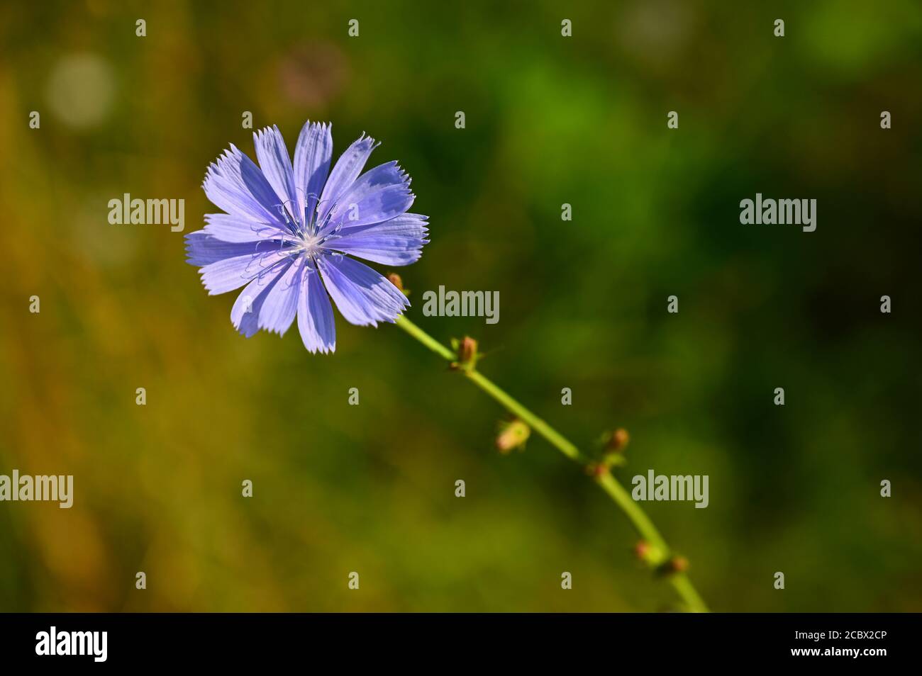 Bright flowers of chicory. Background for summer landscape. (Cichorium ...
