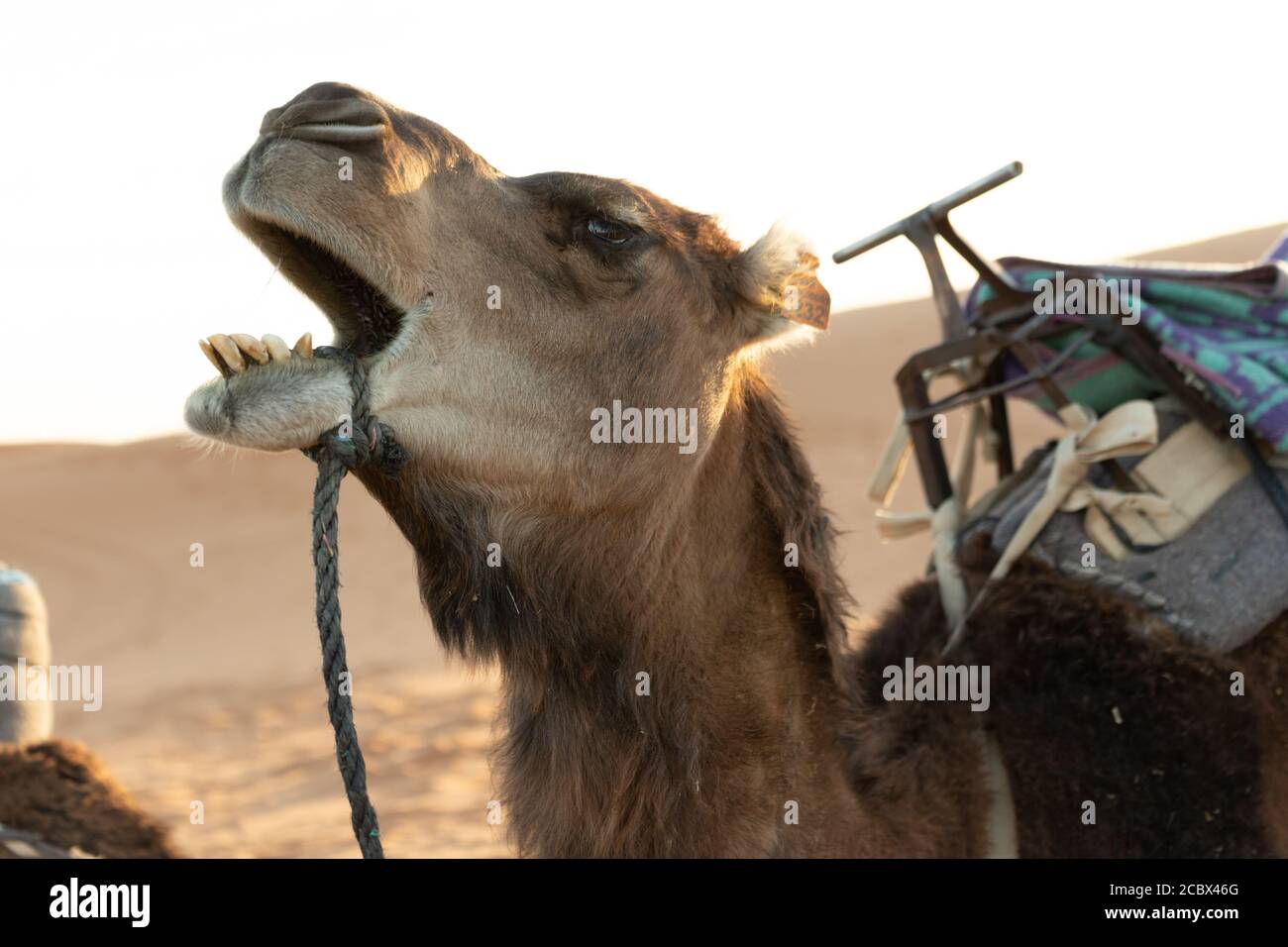 Camels raising head with mouth open in the Sahara desert at sunset ...