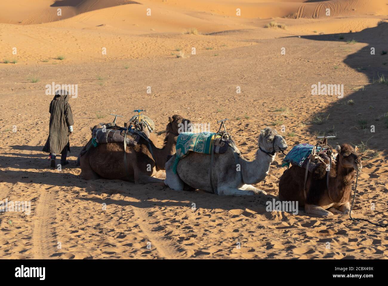 Camels sitting down resting in the Sahara desert at sunset with golden ...