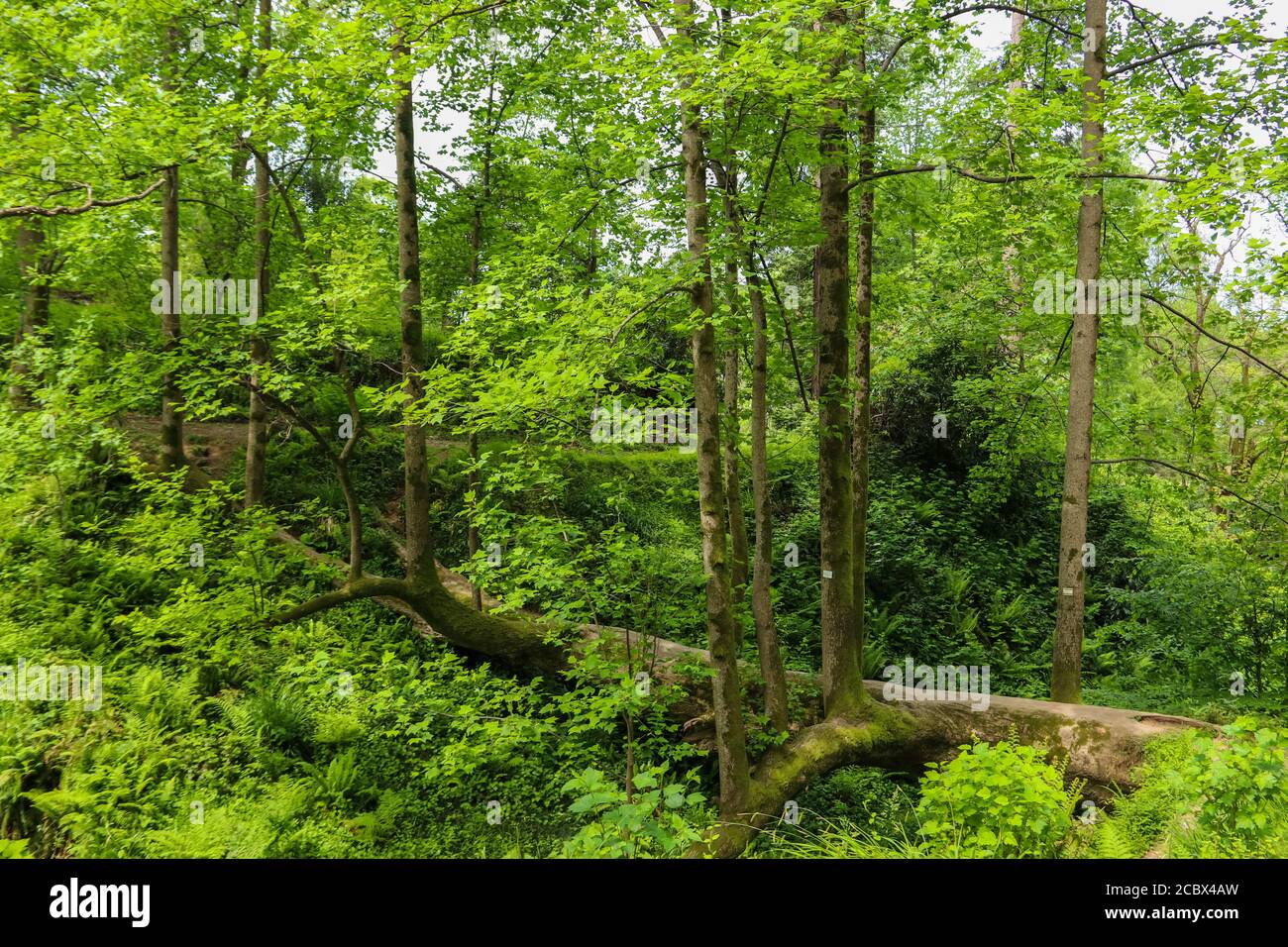 Fallen tulip tree in a Batumi botanical garden, Georgia Stock Photo - Alamy