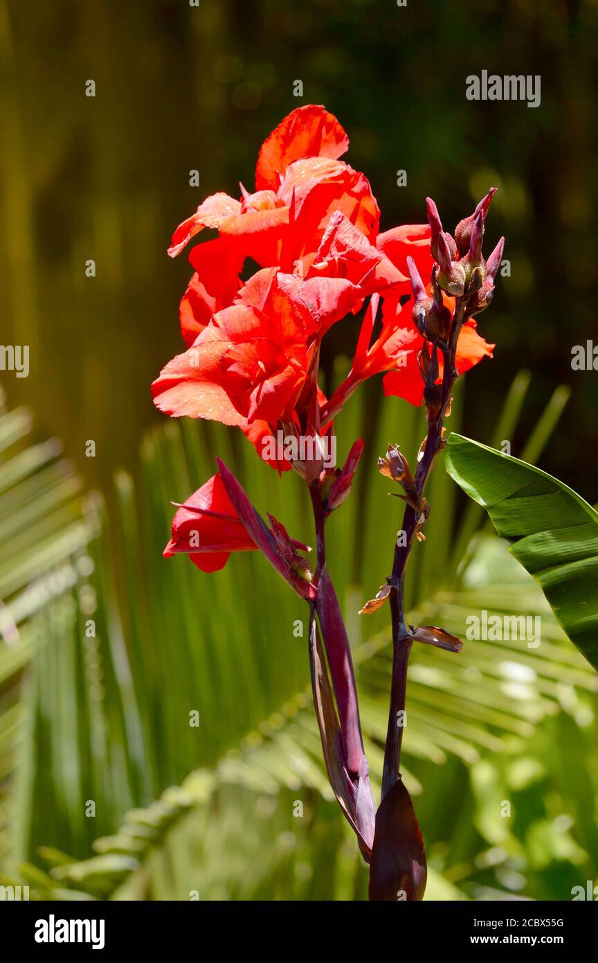Canna generalis President red flowers in the summer Stock Photo - Alamy