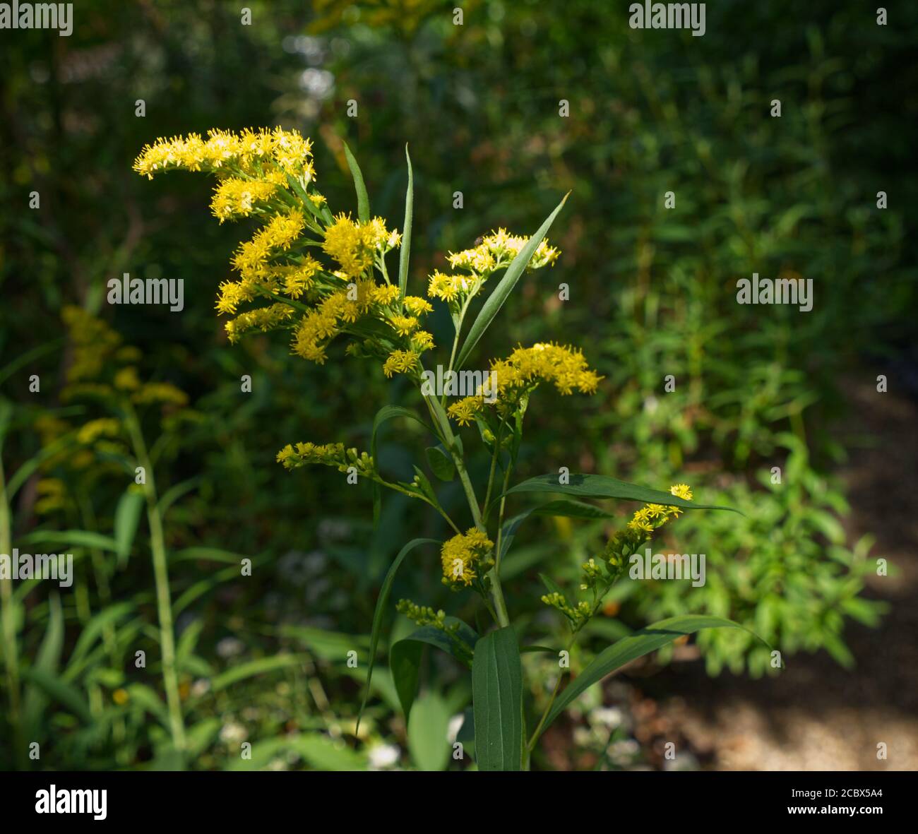 Solidago gigantea uk hi-res stock photography and images - Alamy