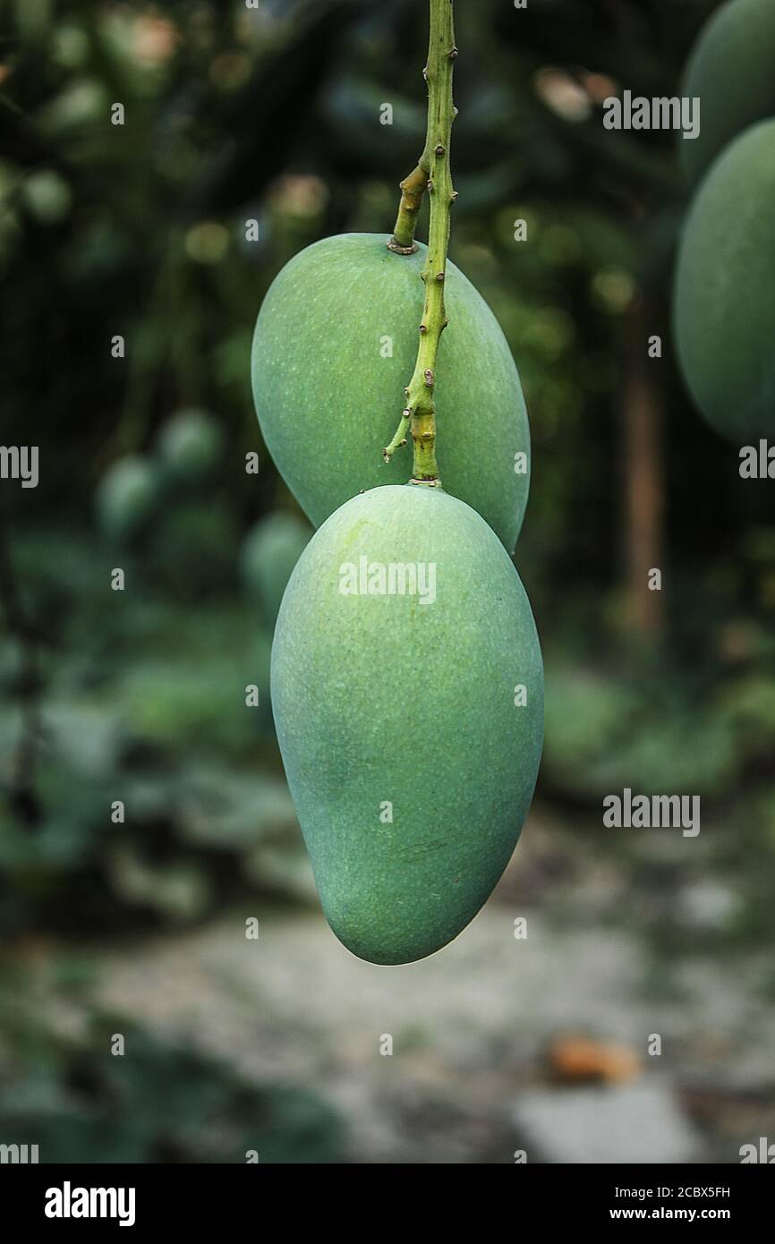 Bangladeshi mango hi-res stock photography and images - Alamy