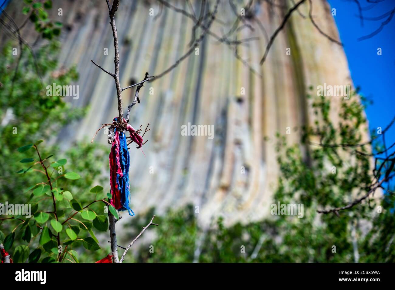Cloth and items tied to branches at a sacred native american site in ...