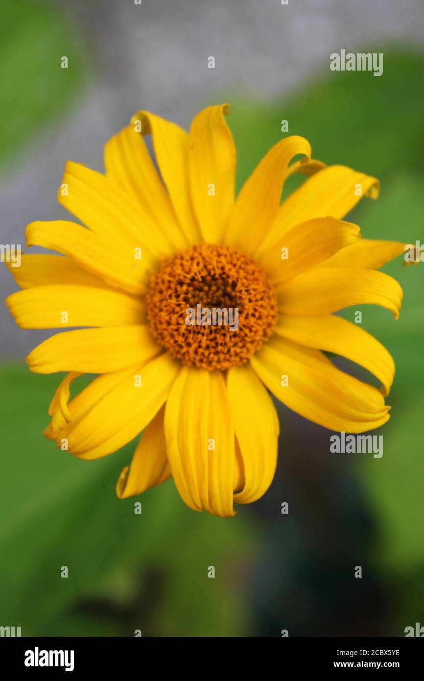 Cottage garden border wildflowers hi-res stock photography and images ...