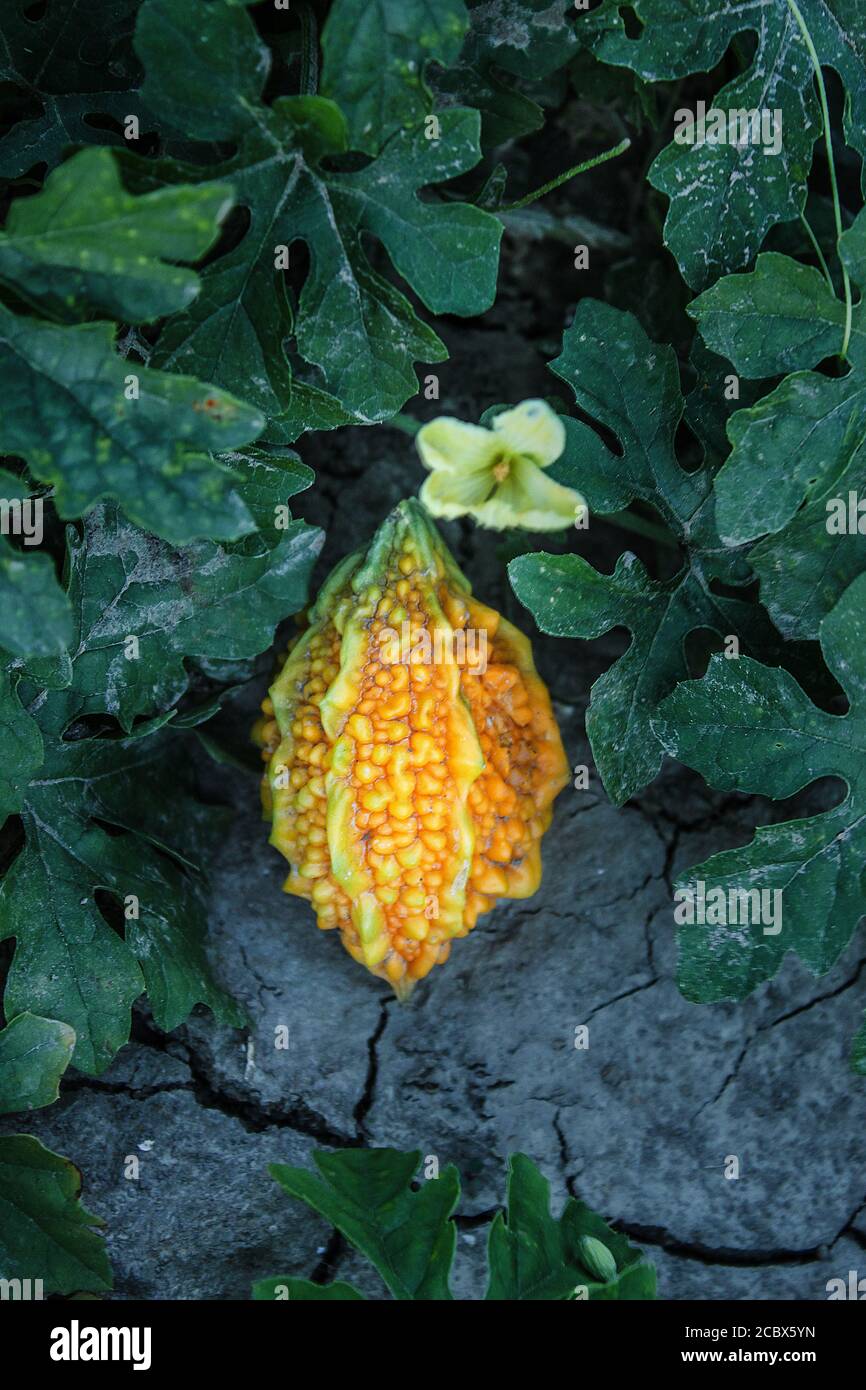 Bangladeshi vegetables hi-res stock photography and images - Alamy