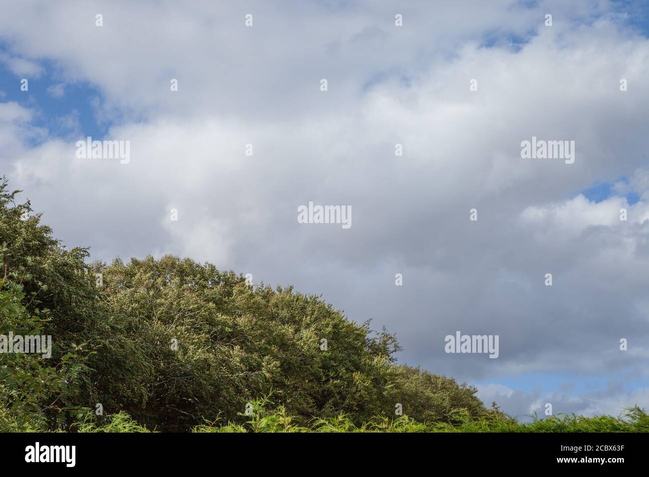 Tree tops against a cloudy sky in the sunshine Stock Photo - Alamy