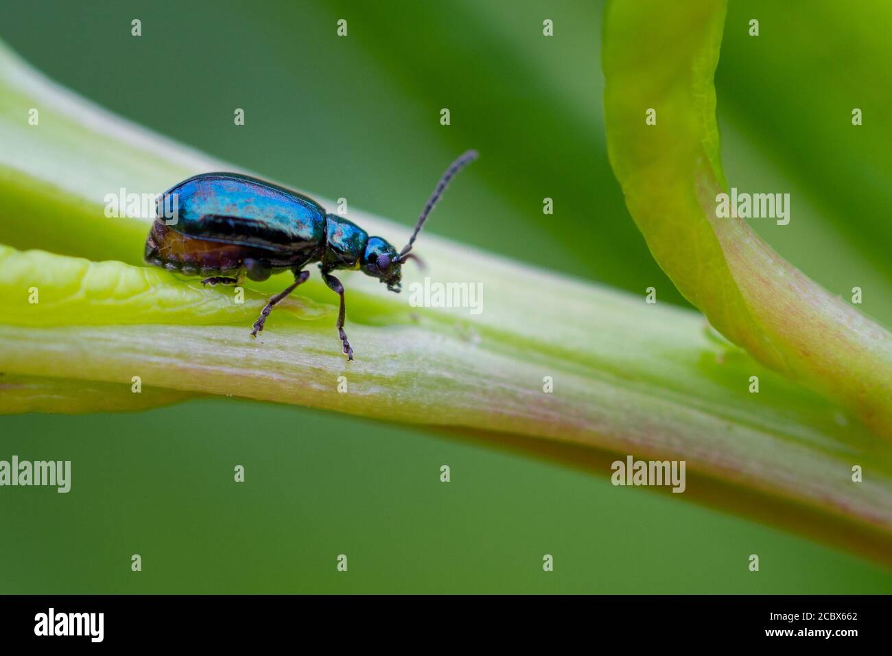 Uk wildlife: Alder leaf beetle (Agelastica alni) West Yorkshire Stock ...