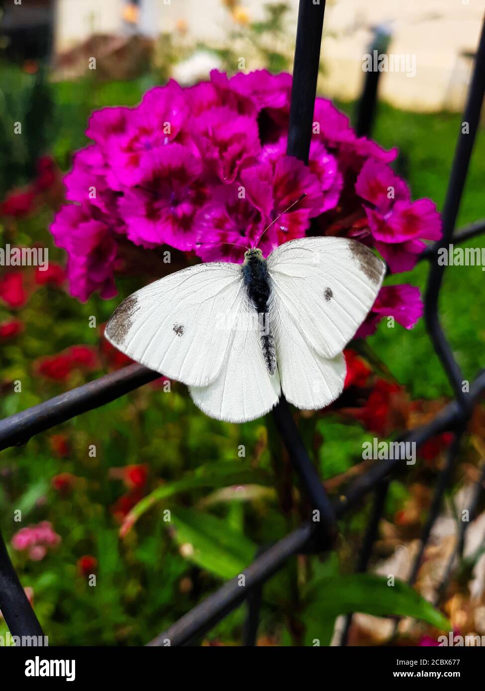 close up selective focus Green-veined White (male spring-brood, Pieris ...