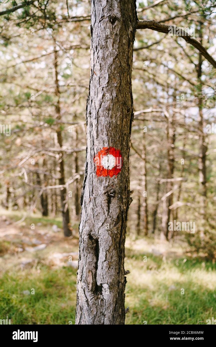 Red dot hiking sign on a tree. Red circle with a white dot. Direction ...