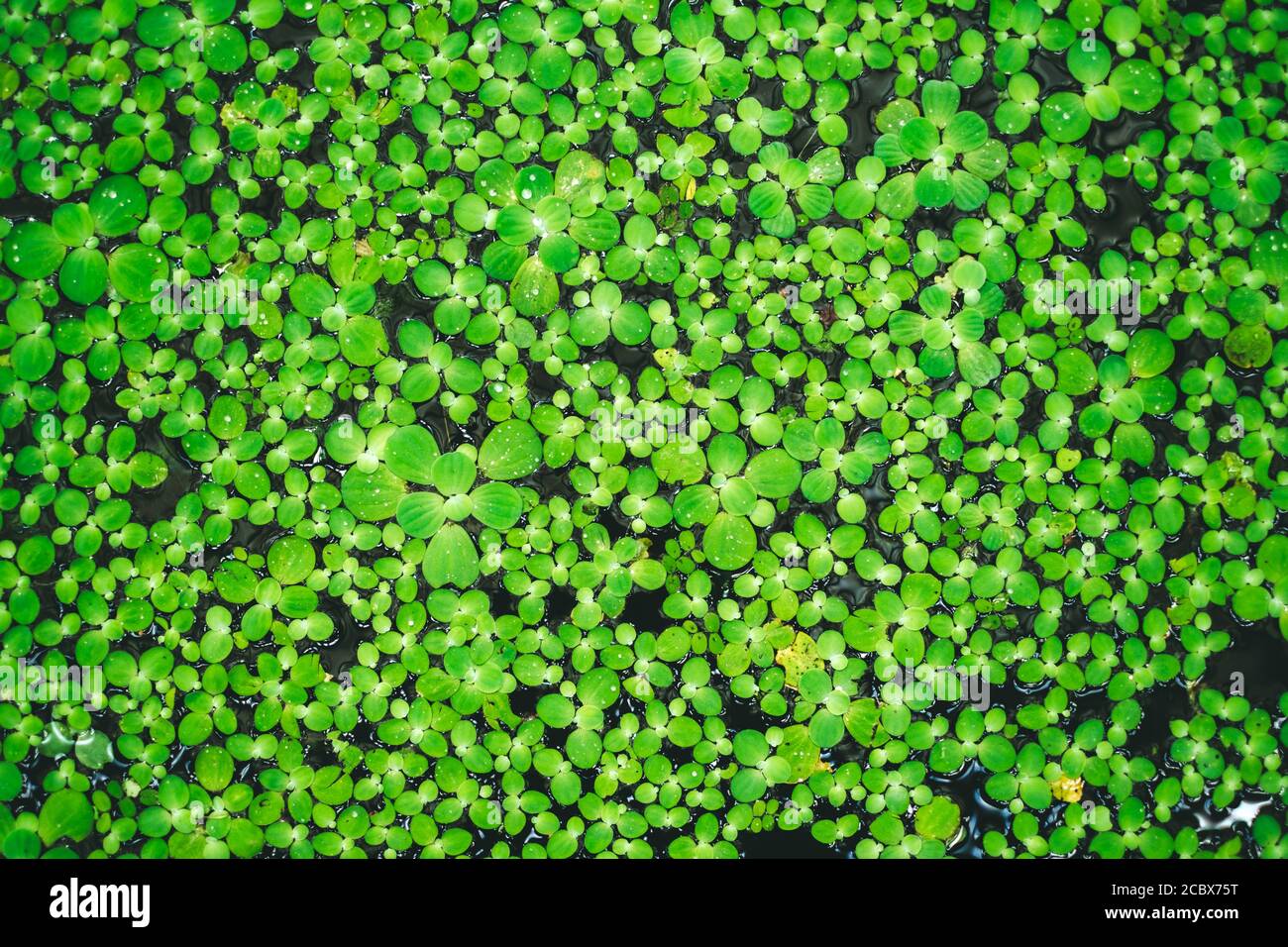 Natural Green Duckweed on the water for background or texture Stock ...