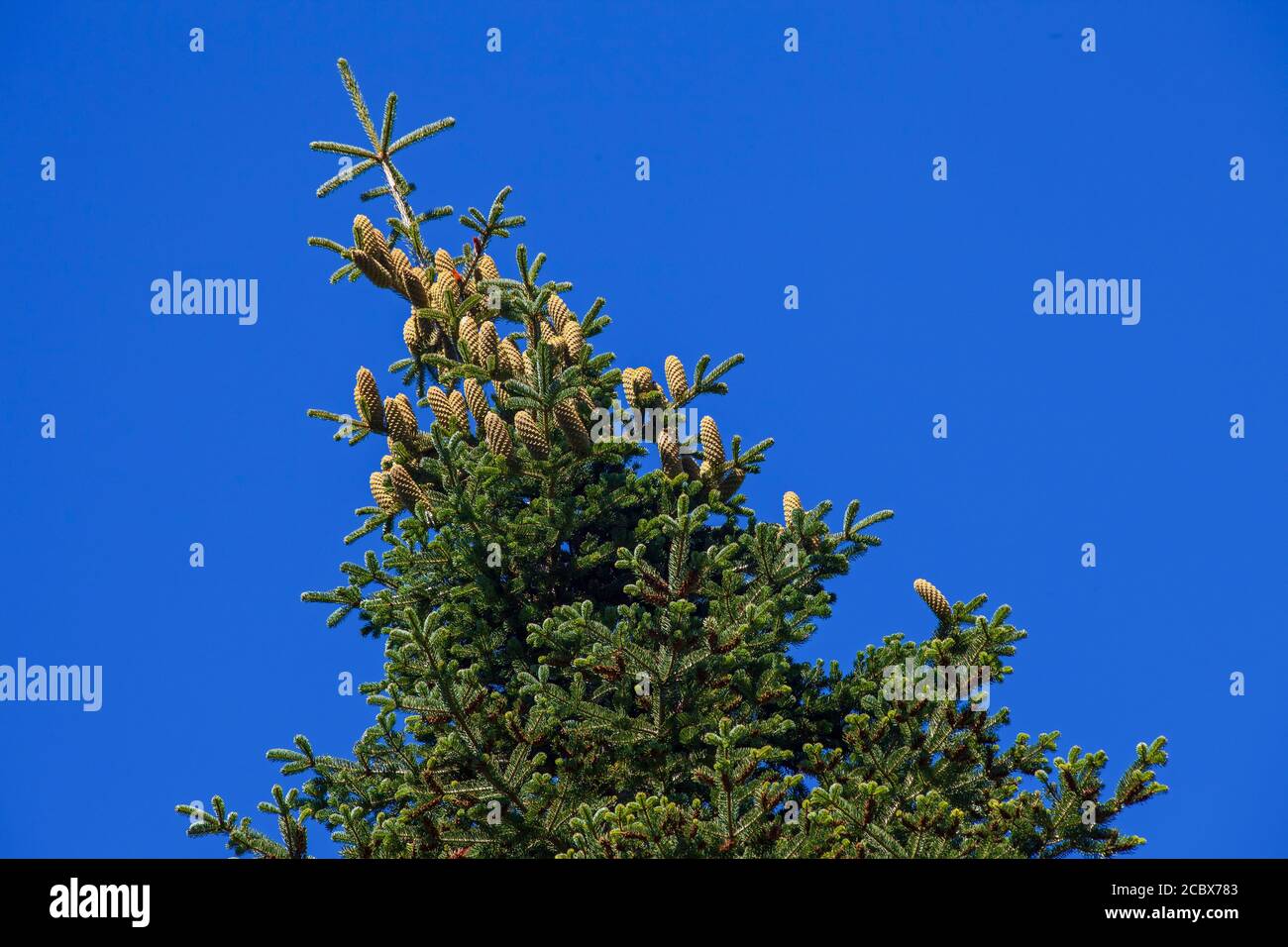 fir, pine, an endemic tree species for Christmas celebration in Ida ...