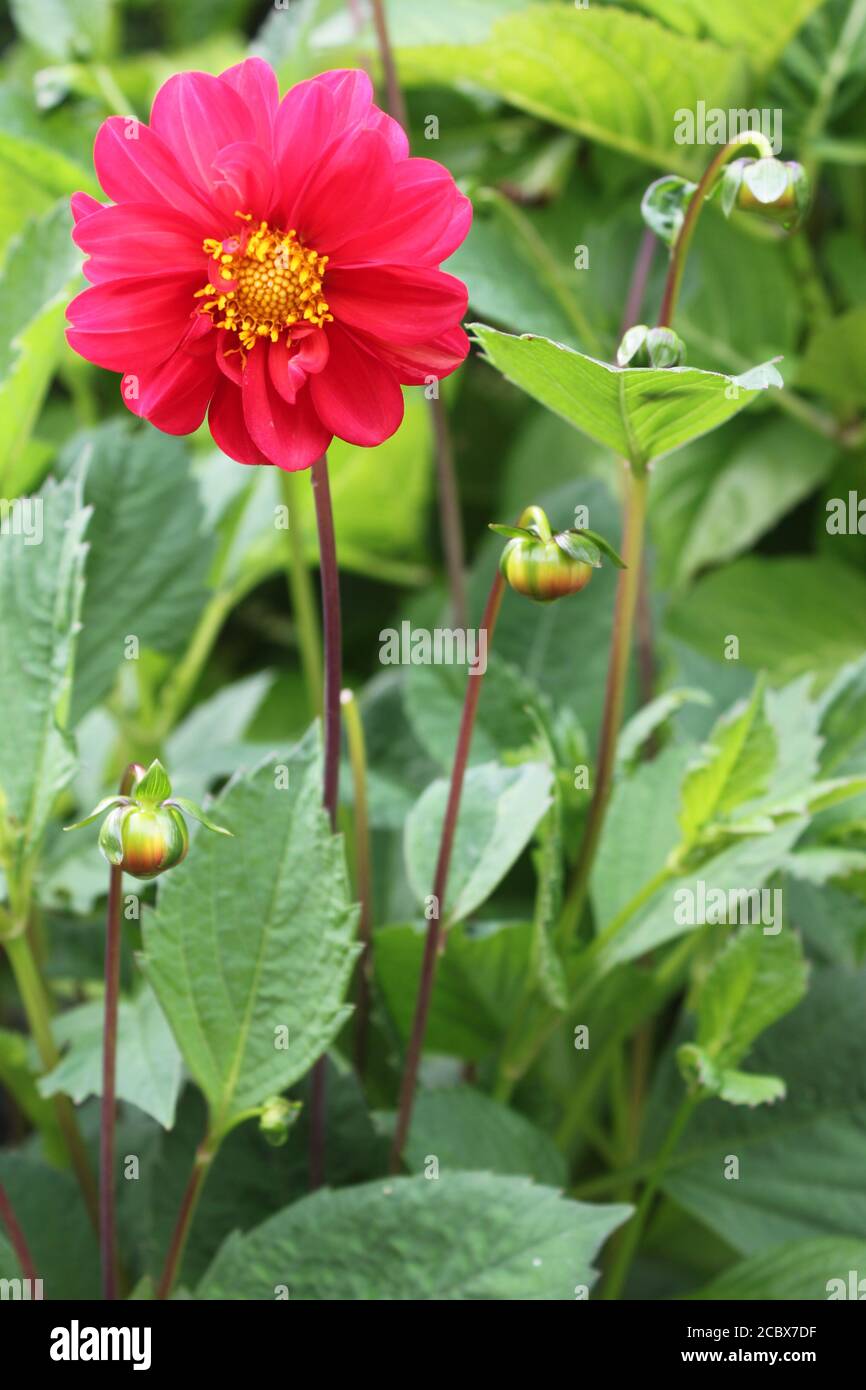 Miniature red and yellow dahlias hi-res stock photography and images ...