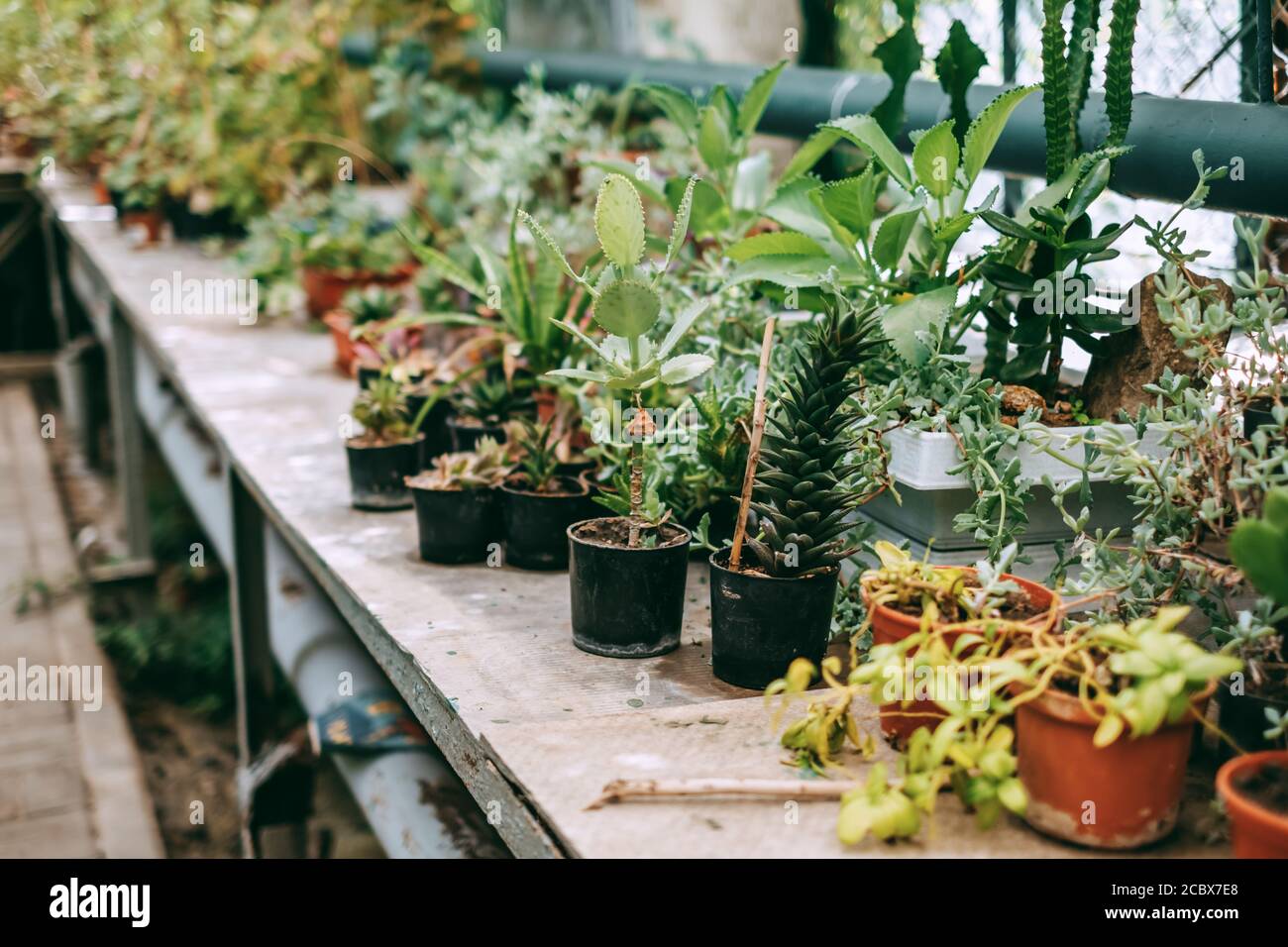 Greenhouse with potted indoor plants and lots of greenery Stock Photo ...