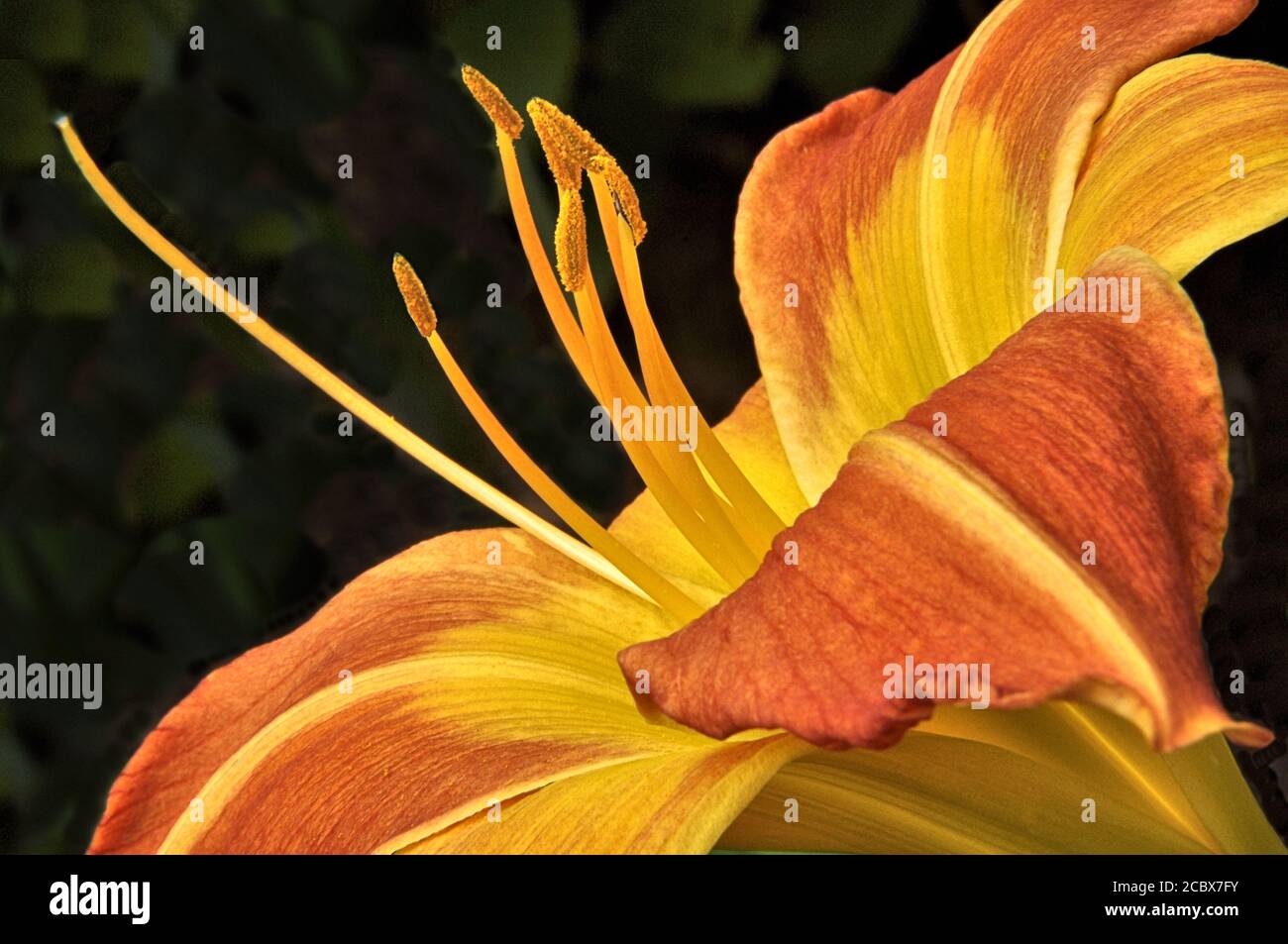 Long pistil and stamen hi-res stock photography and images - Alamy