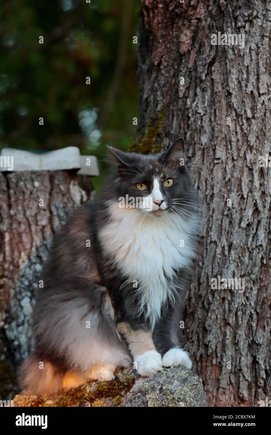 Pretty norwegian forest cat sitting in front of a maple tree trunk ...