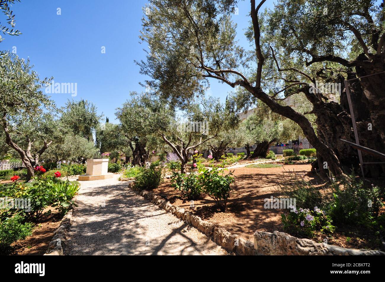 Garden of Gethsemane, Jerusalem, Israel Stock Photo - Alamy