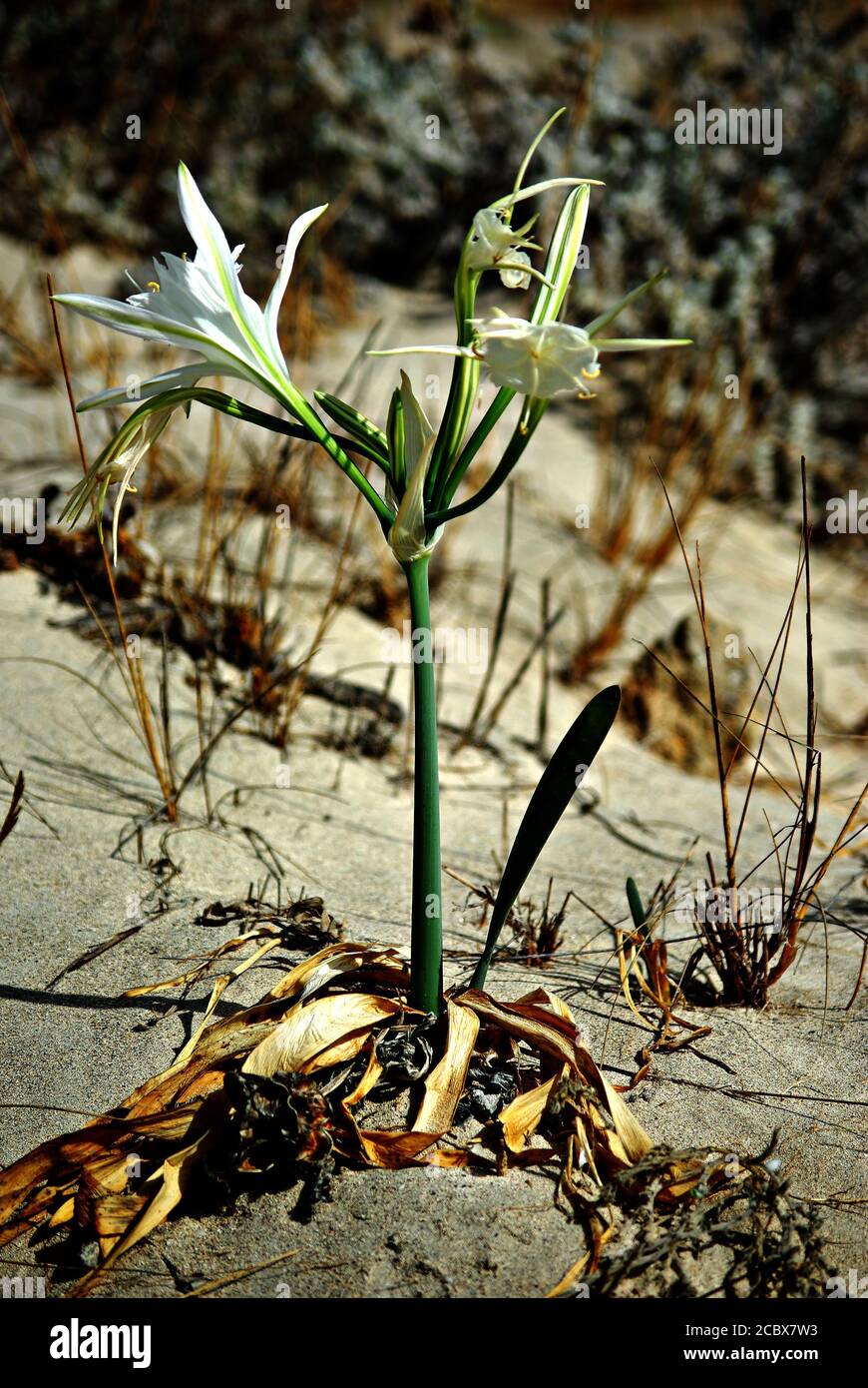Sandy lily hi-res stock photography and images - Alamy