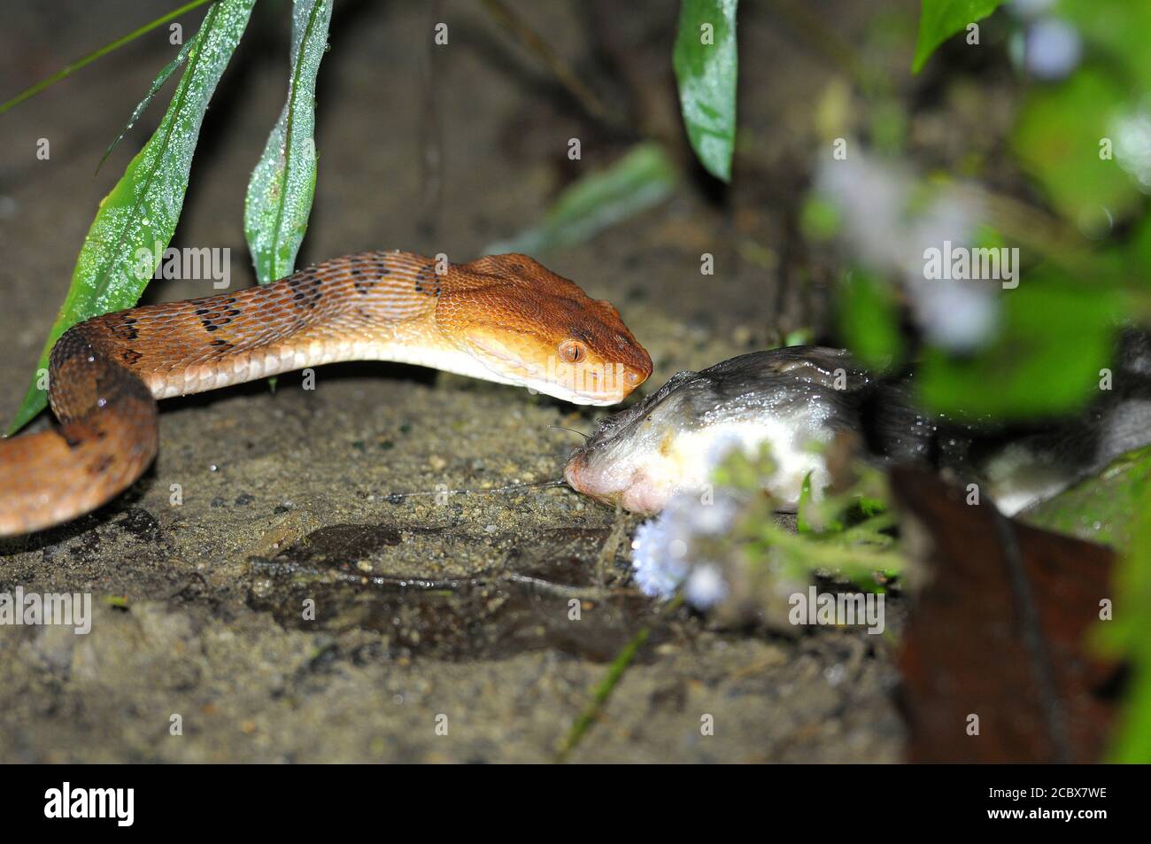 Brown Spotted Pit-viper (Protobothrops mucrosquamatus) closeup with ...
