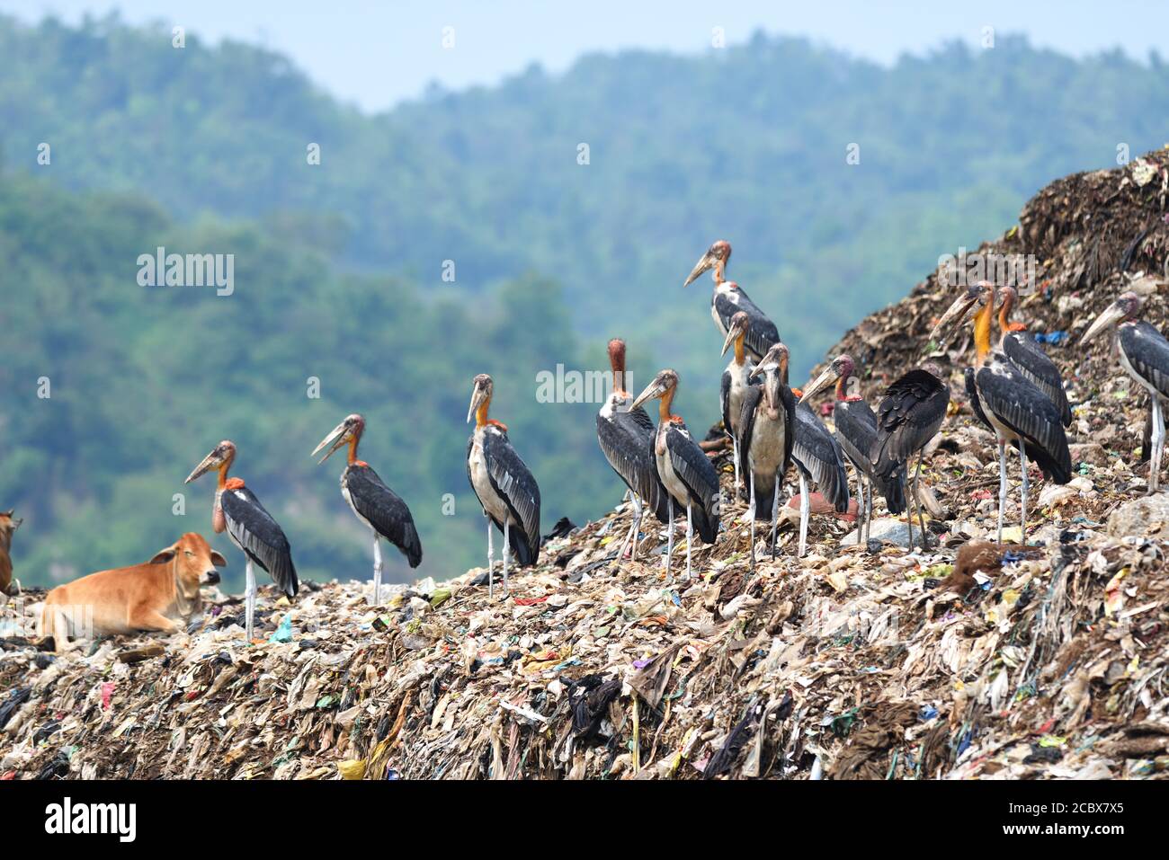 Greater Adjutant Stork group Stock Photo - Alamy