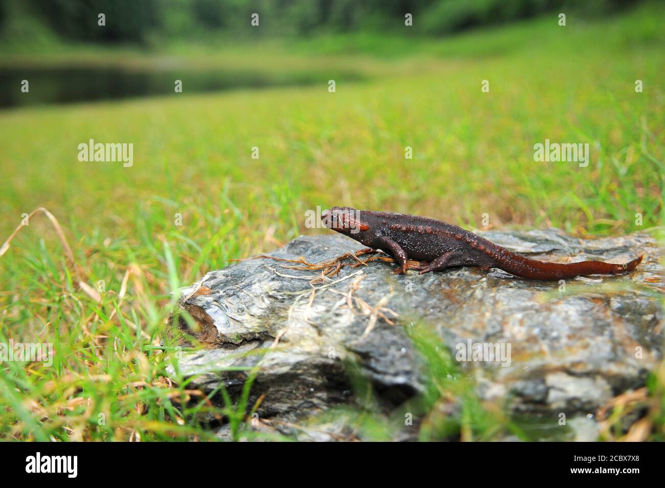 Himalayan salamander hi-res stock photography and images - Alamy