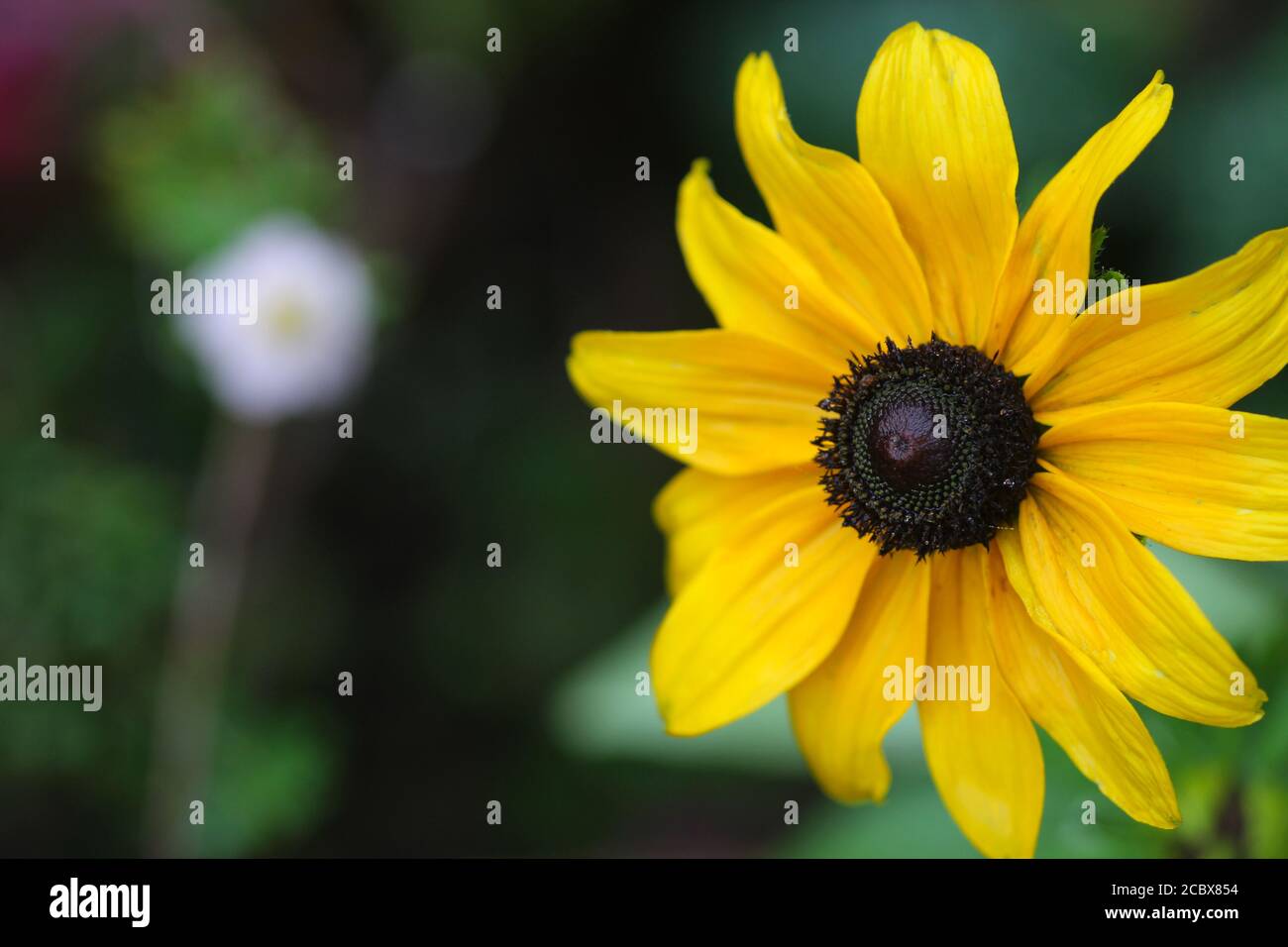 Black eyed Susan an invasive weed with strong rampancy Stock Photo - Alamy