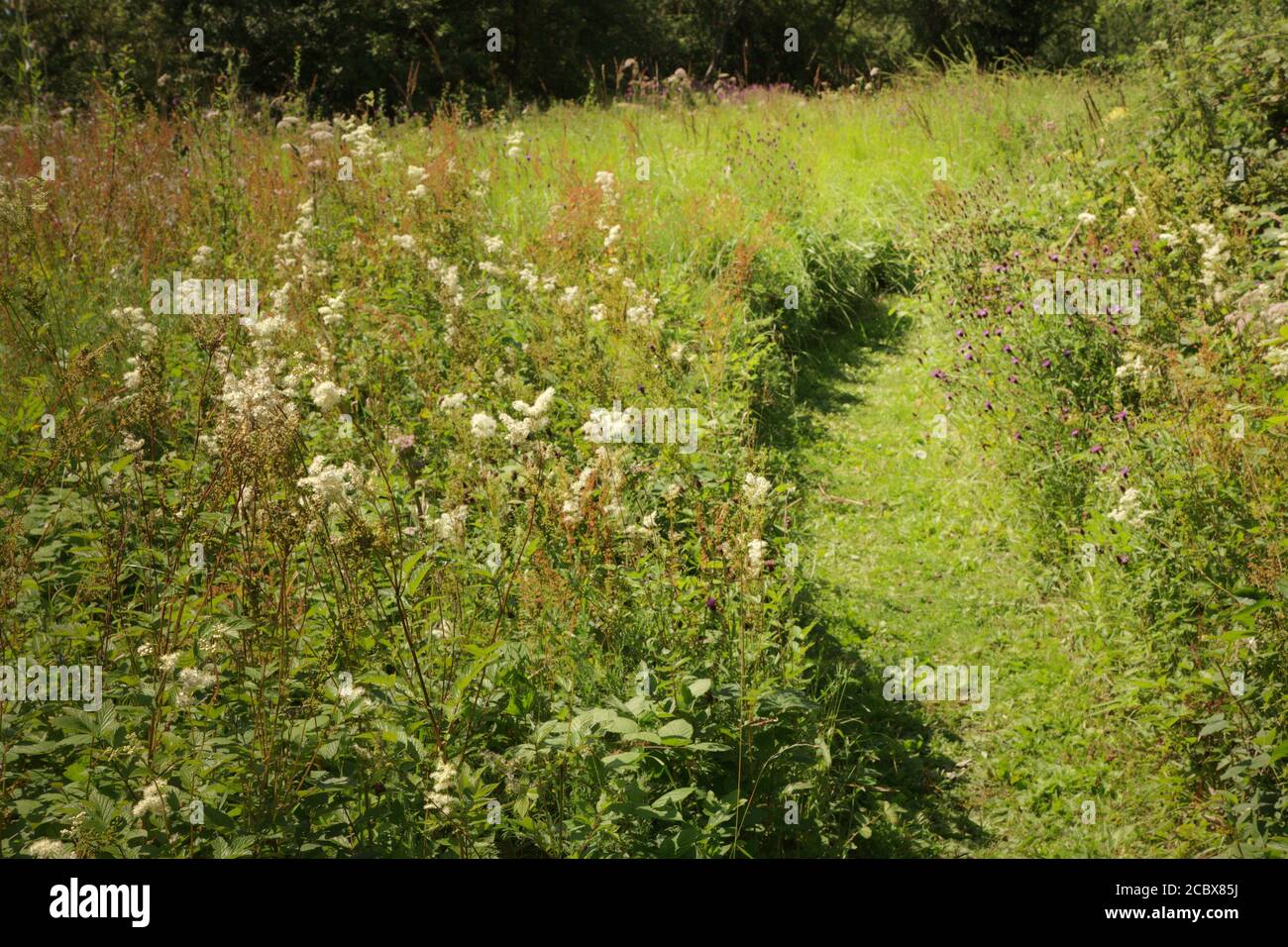 grass pathway through a field of wildflowers Stock Photo - Alamy