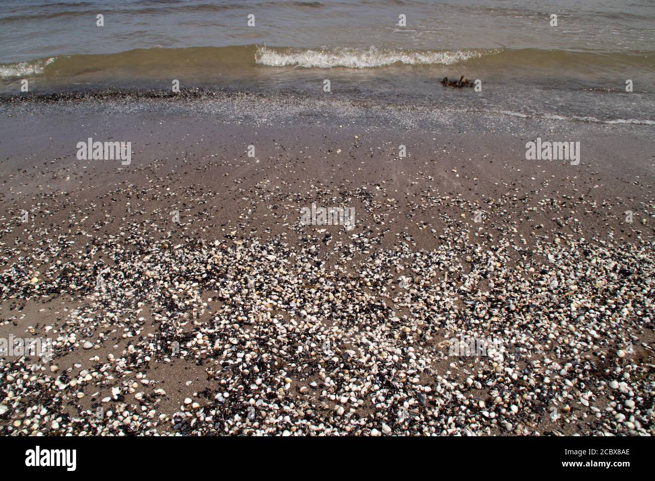 Shells at the beach in Prora,Rügen Stock Photo - Alamy