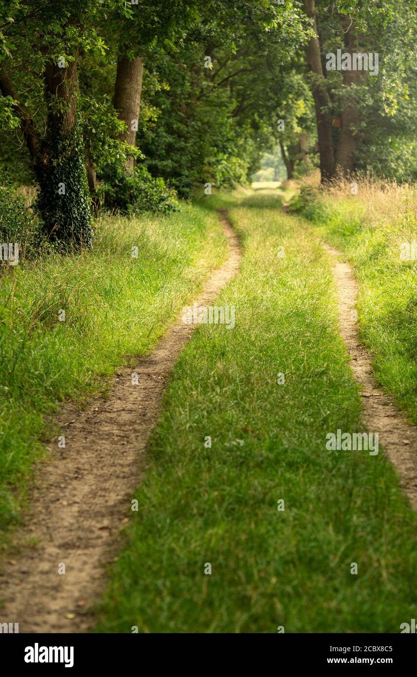 Path through and area of woodland Stock Photo - Alamy