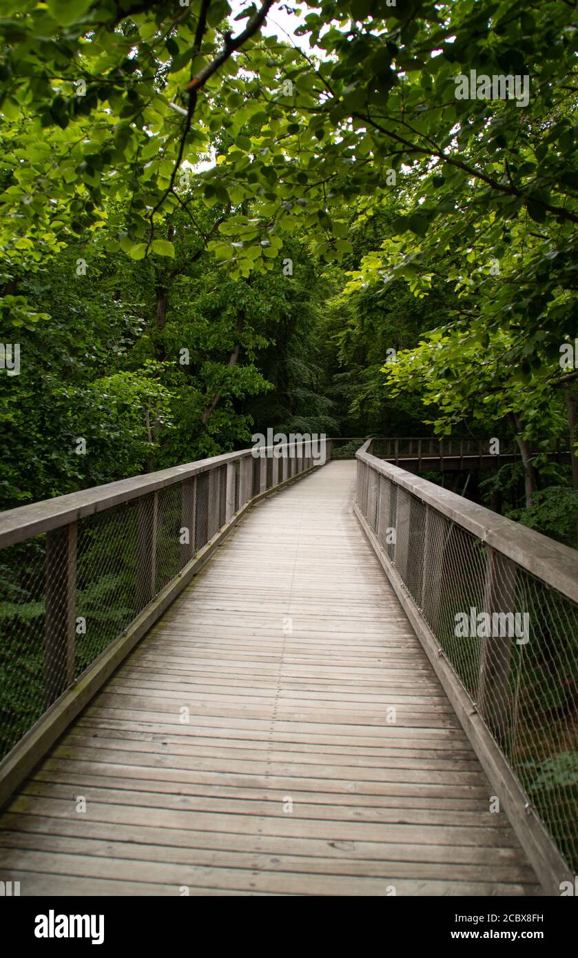 The tree top path in Binz Stock Photo - Alamy