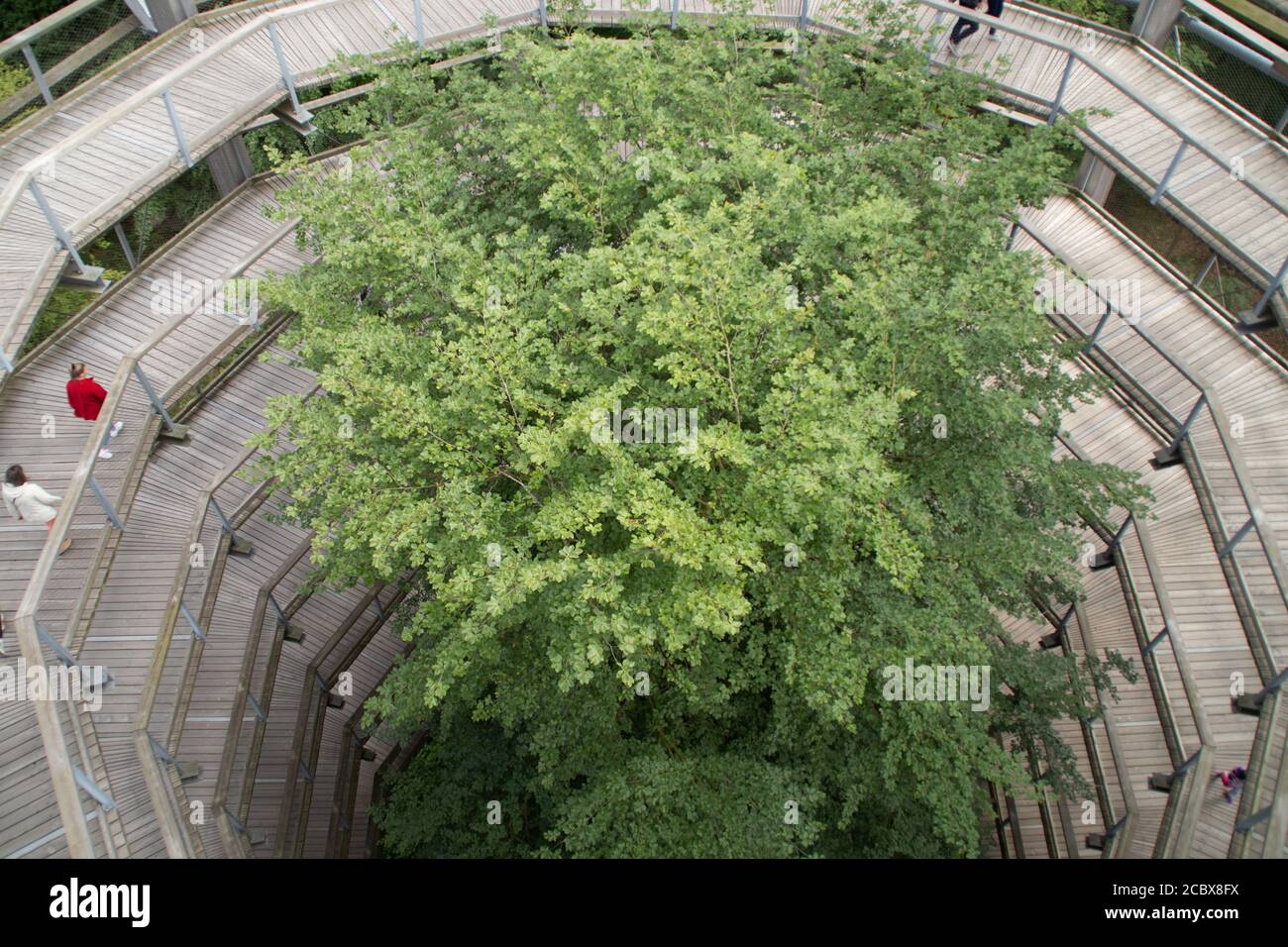The tree top path in Binz Stock Photo - Alamy