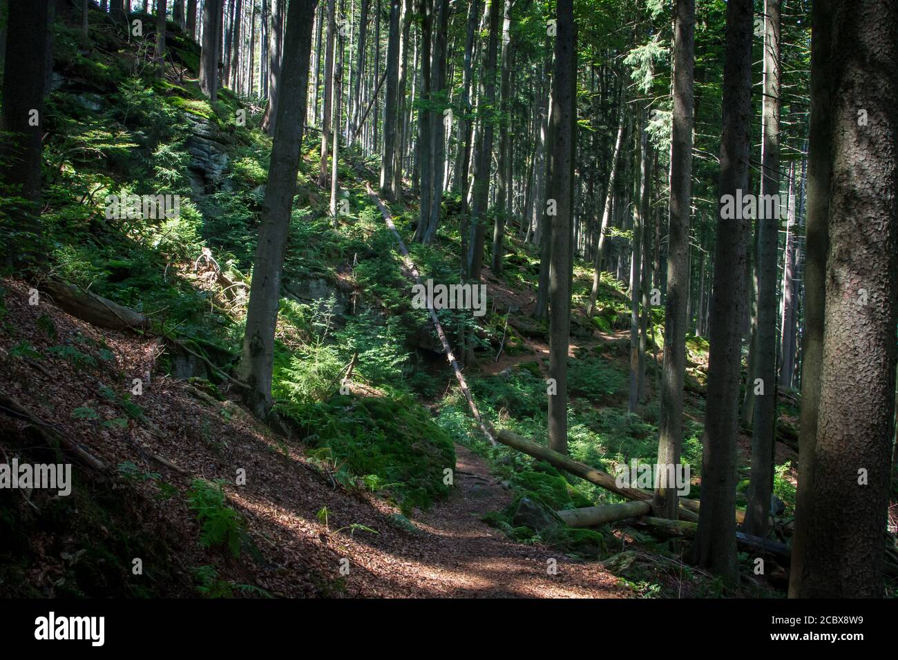 Forest in South Bohemia, hiking near Hojna Voda to the mountain Vysoka ...
